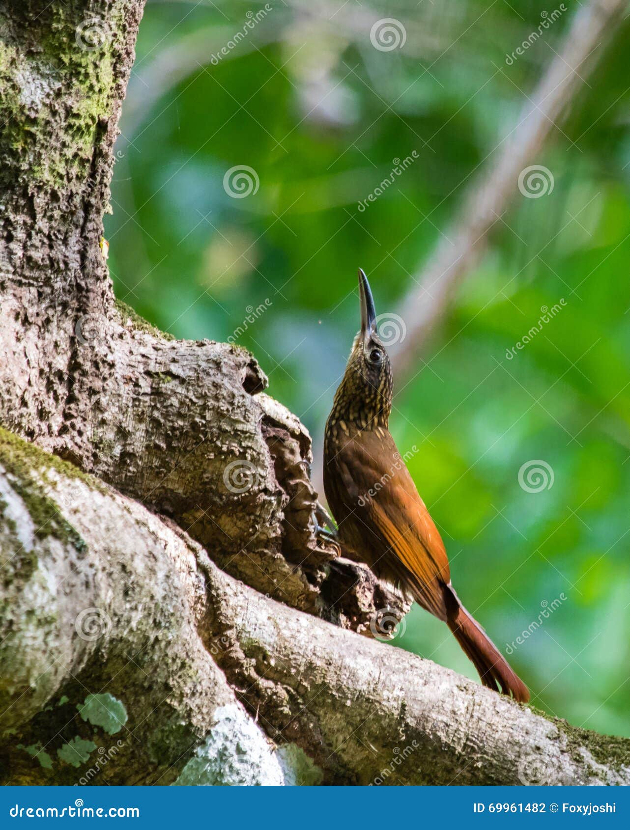 Cocoa Woodcreeper - Xiphorhynchus Susurrans Passerine Bird In The ...