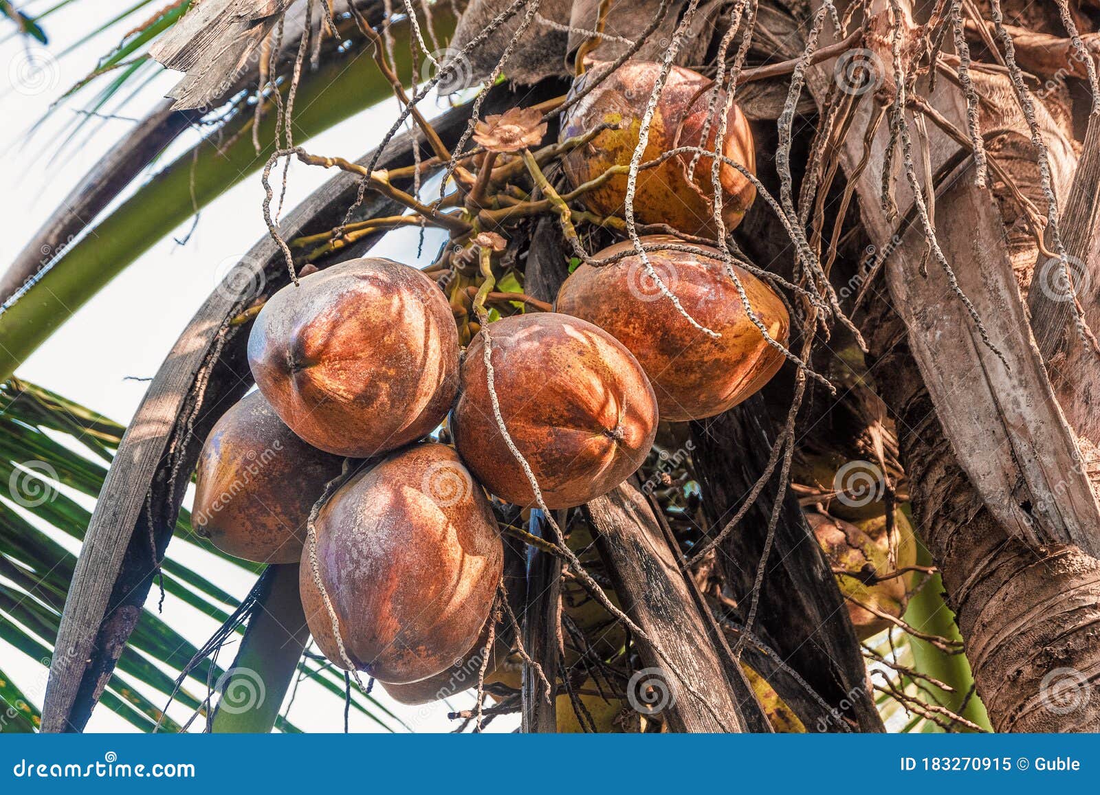Cocoanuts on a Palm Tree. a Bunch of Brown Coconuts Stock Image - Image ...
