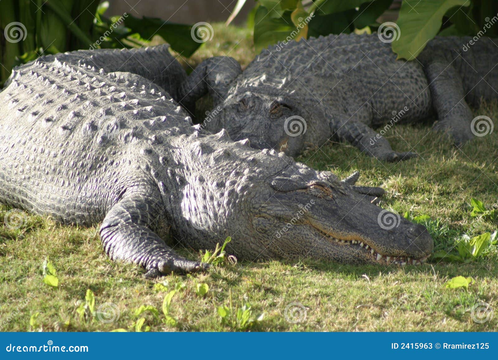 Cocodrile stock image. Image of environmental, danger - 2415963