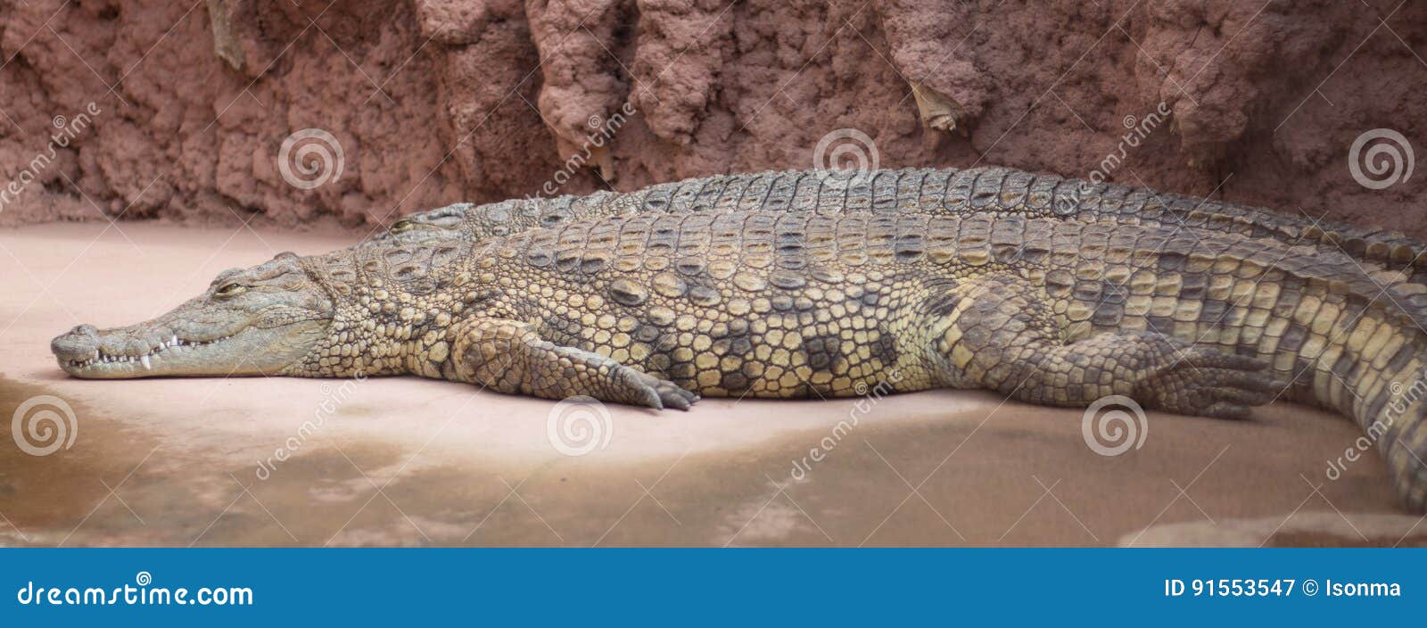 Cocodrile stock image. Image of australia, carnivore - 91553547