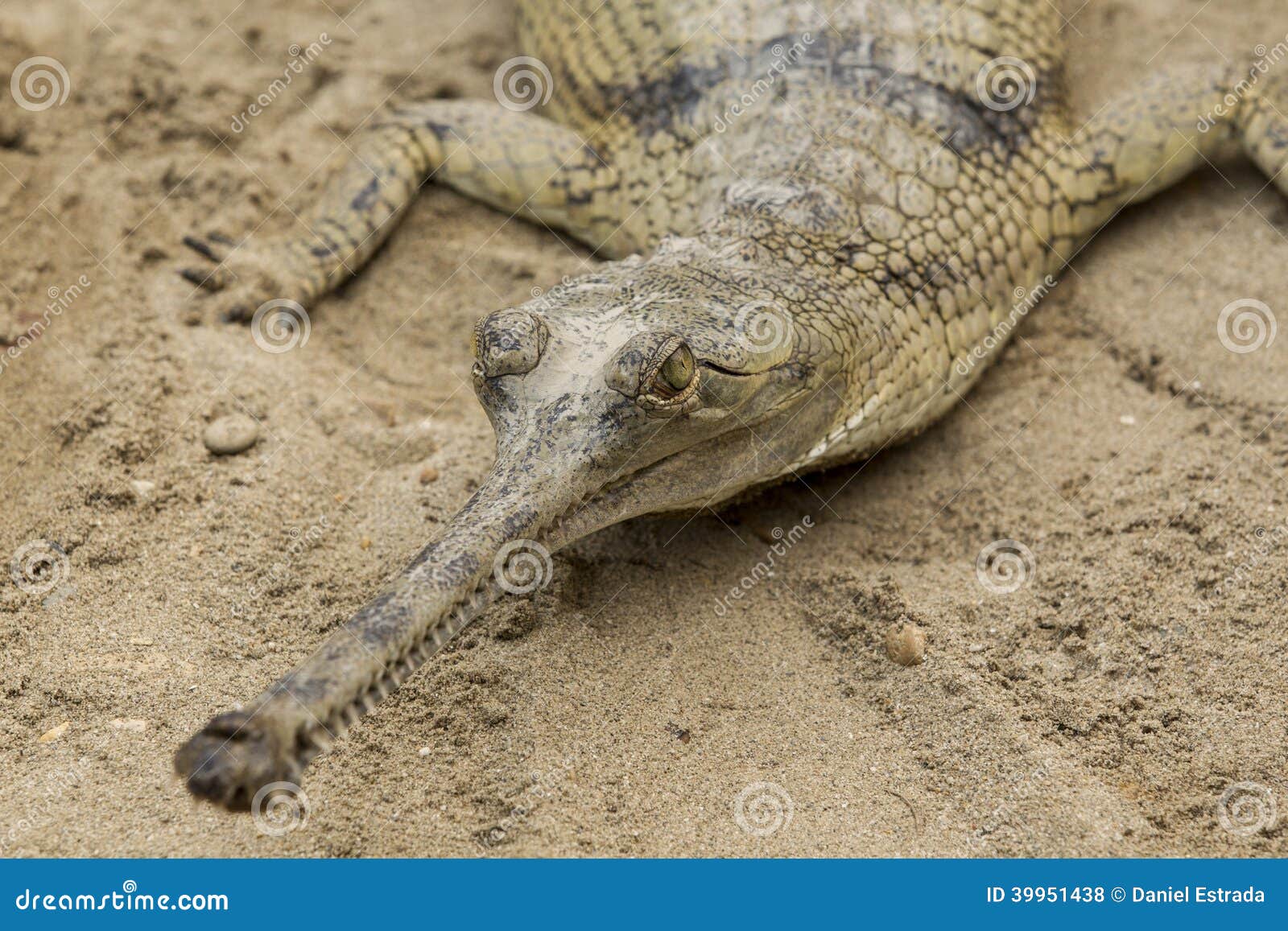 Cocodrile stock photo. Image of asia, animal, nature - 39951438
