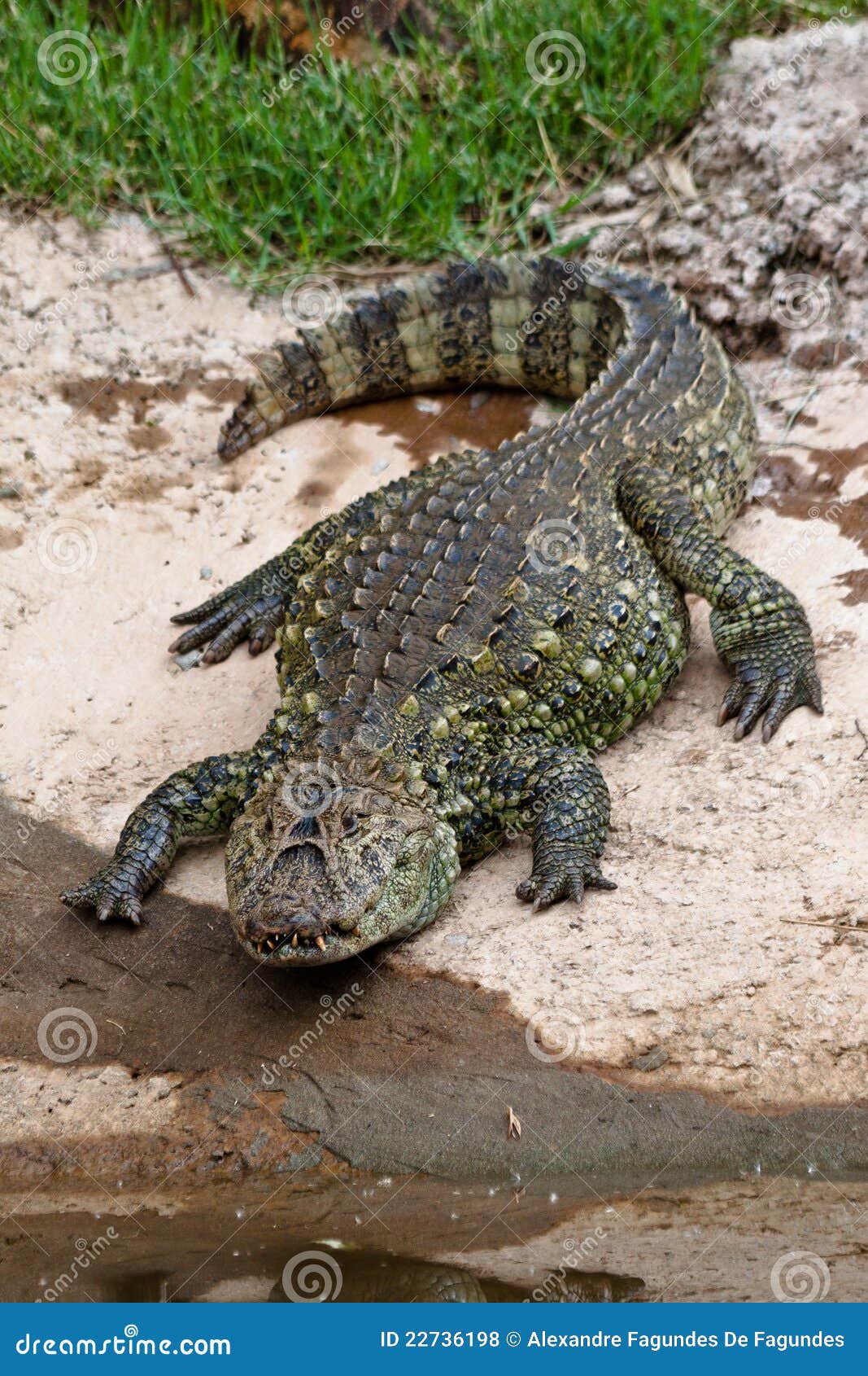 Cocodrilo foto de archivo. Imagen de verde, reptil, cocodrilo - 22736198