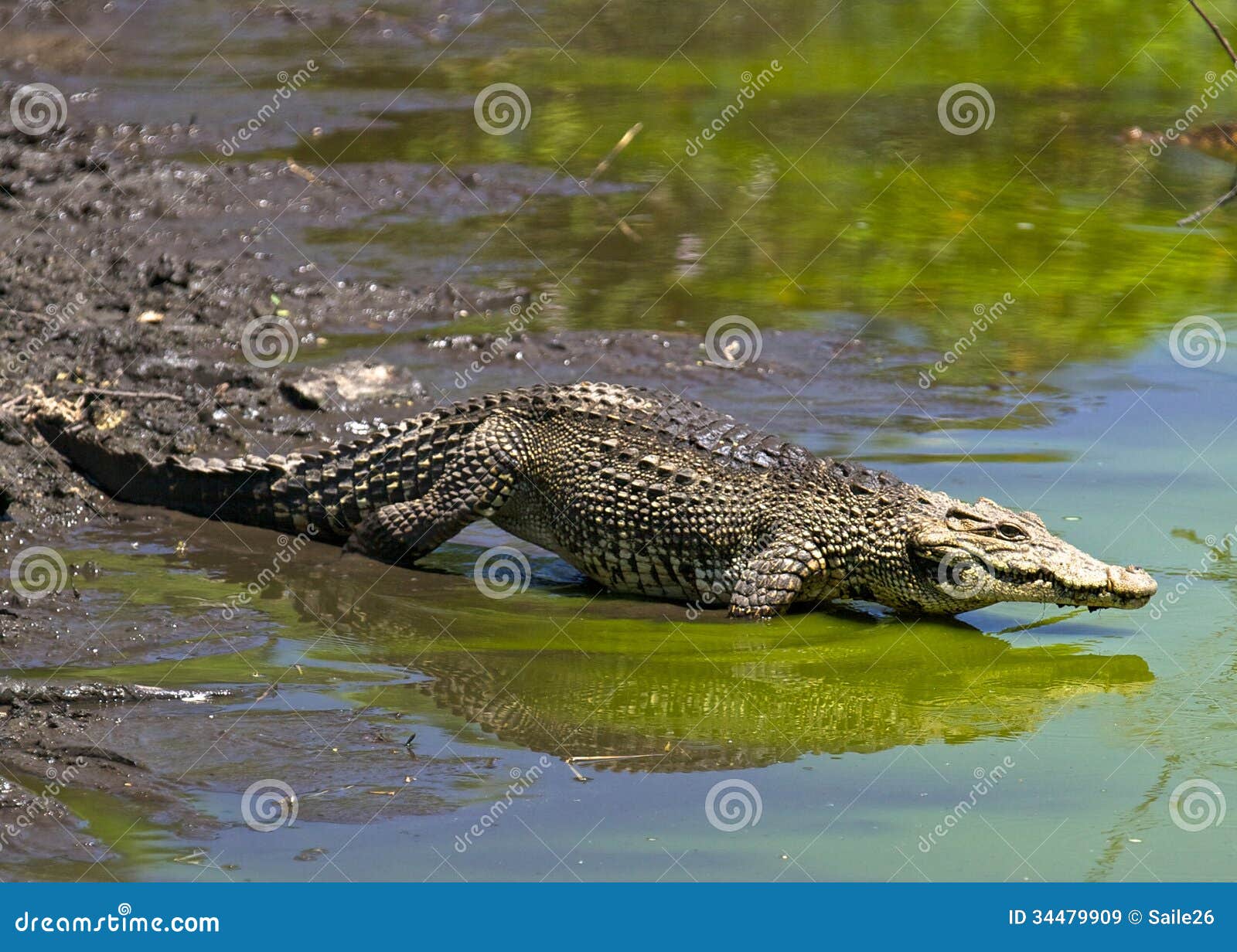 Cocodrilo imagen de archivo. Imagen de fango, verde, animal - 34479909
