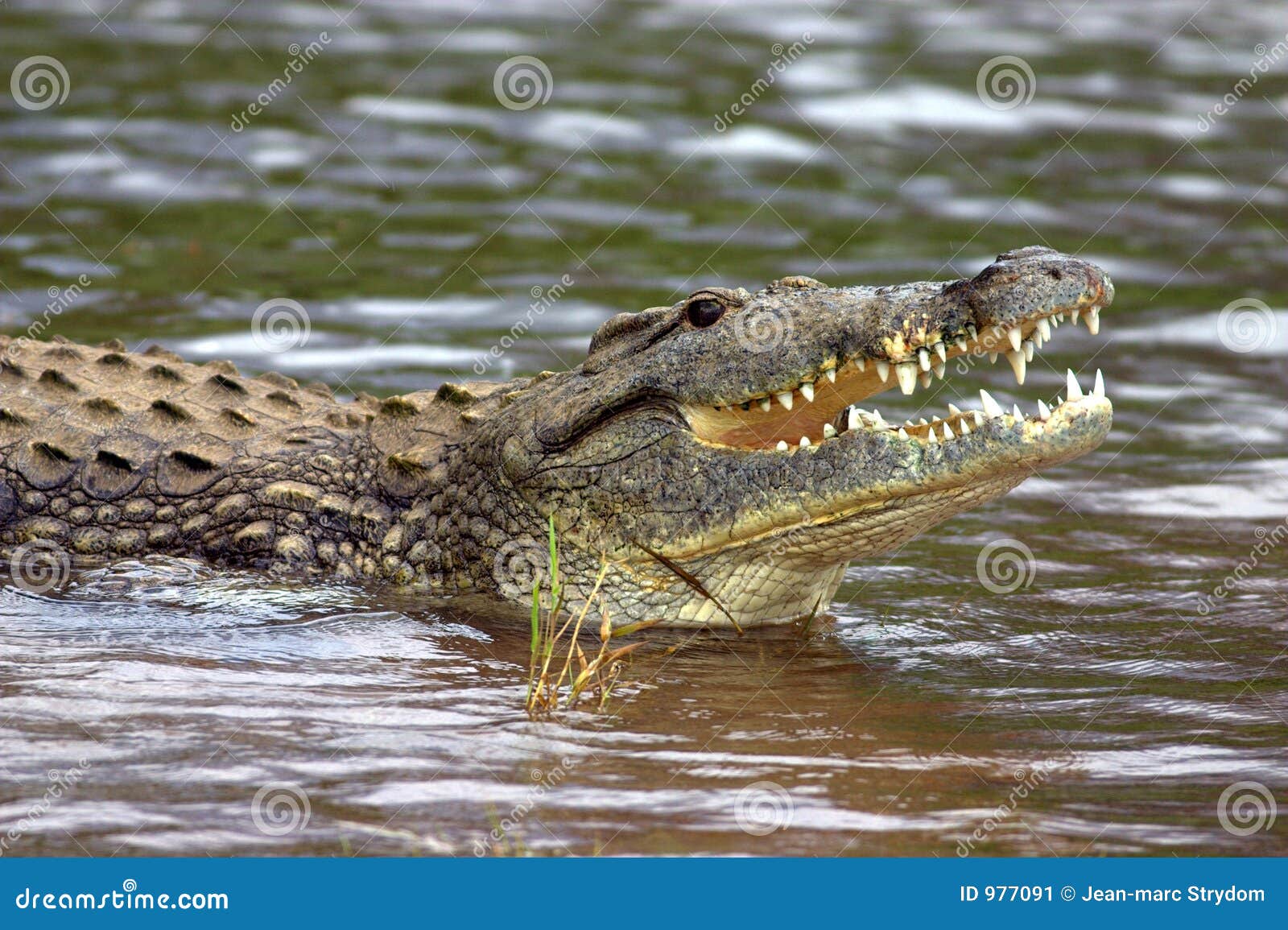 Cocodrilo del Nilo imagen de archivo. Imagen de nilo, kruger - 977091