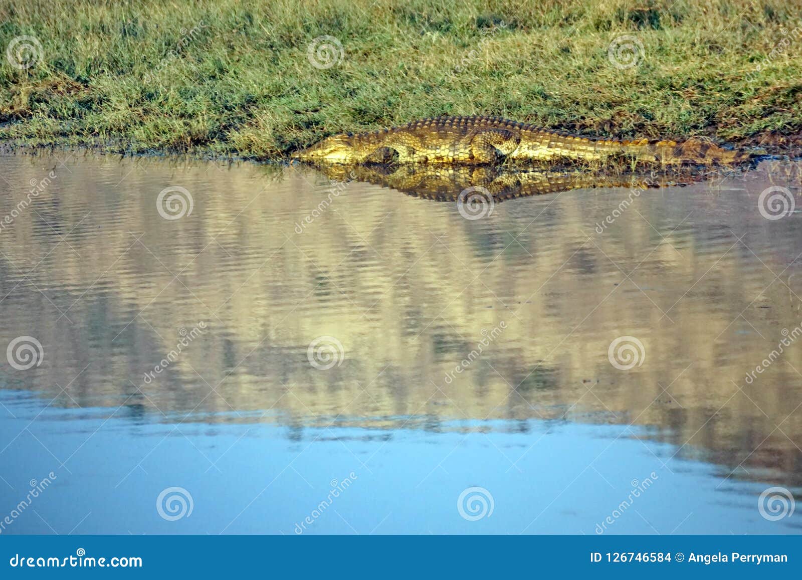 Cocodrilo En El Banco De Una Charca Foto de archivo - Imagen de parque ...