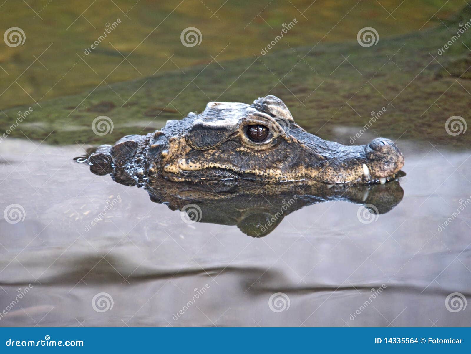 Cocodrilo enano foto de archivo. Imagen de retroceder - 14335564