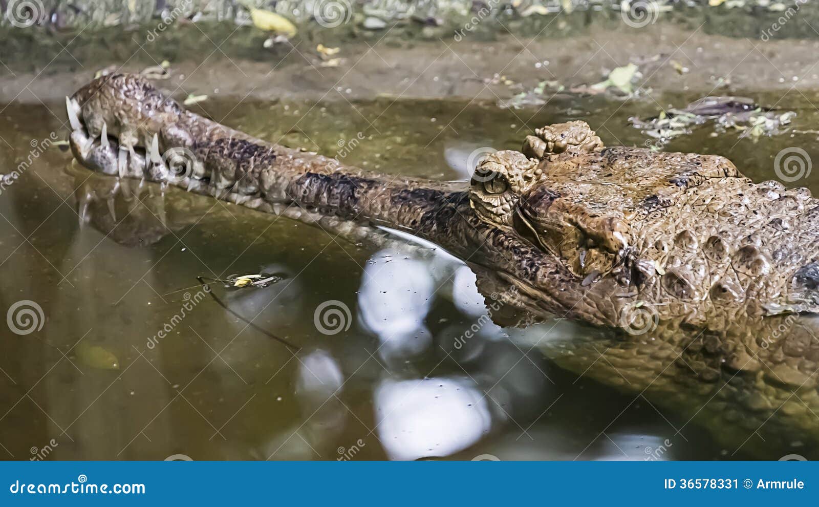 Cocodrilo - Gharial falso imagen de archivo. Imagen de animal - 36578331