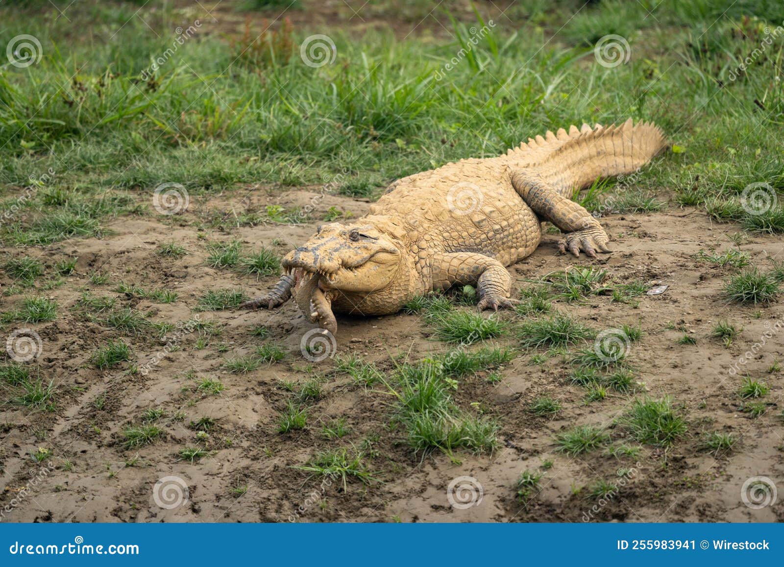 Cocodrilo Nilo Tendido En El Suelo Imagen de archivo - Imagen de animal ...