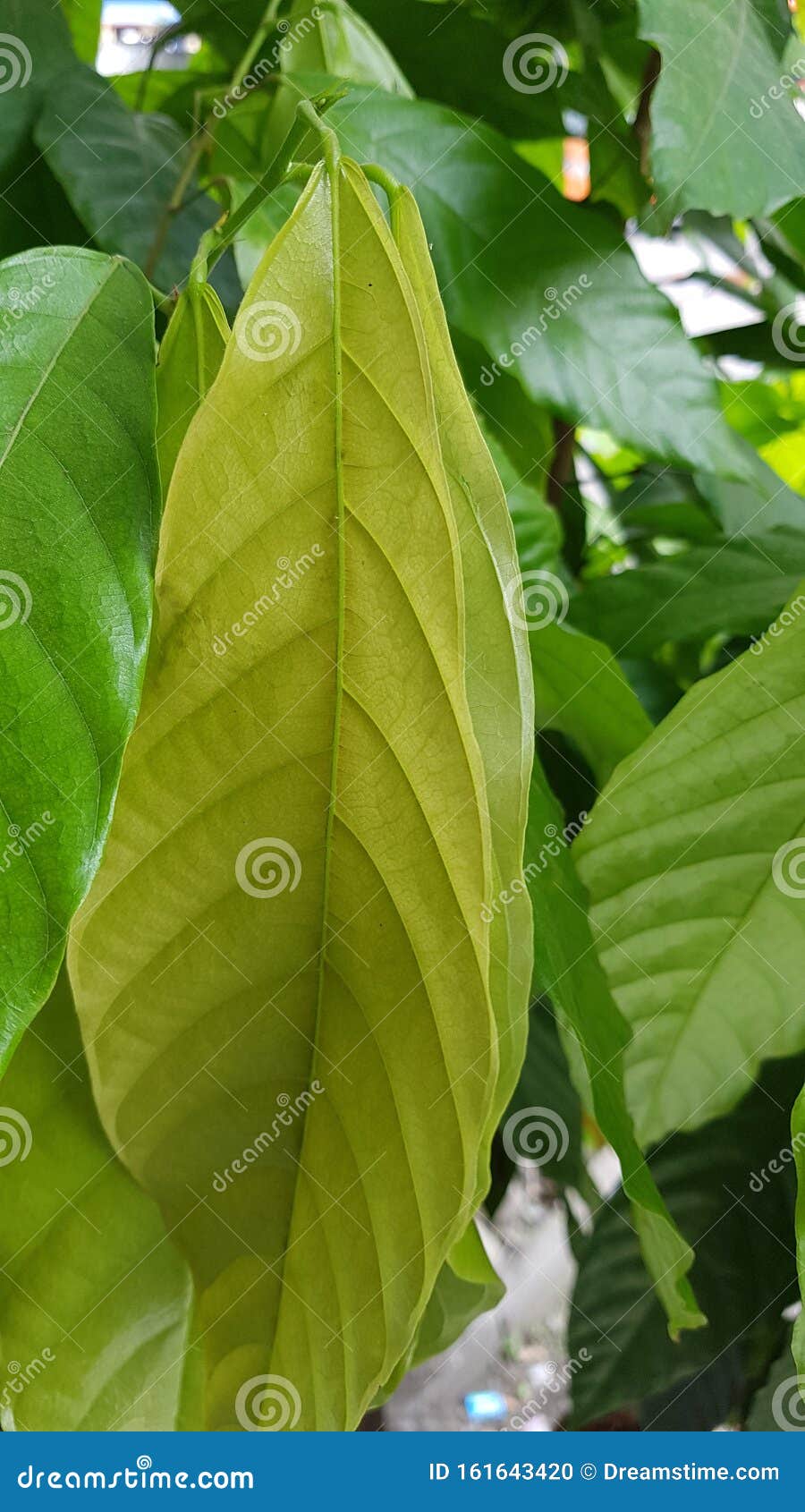 Cocolate stock photo. Image of beautiful, cocolate, growing - 161643420