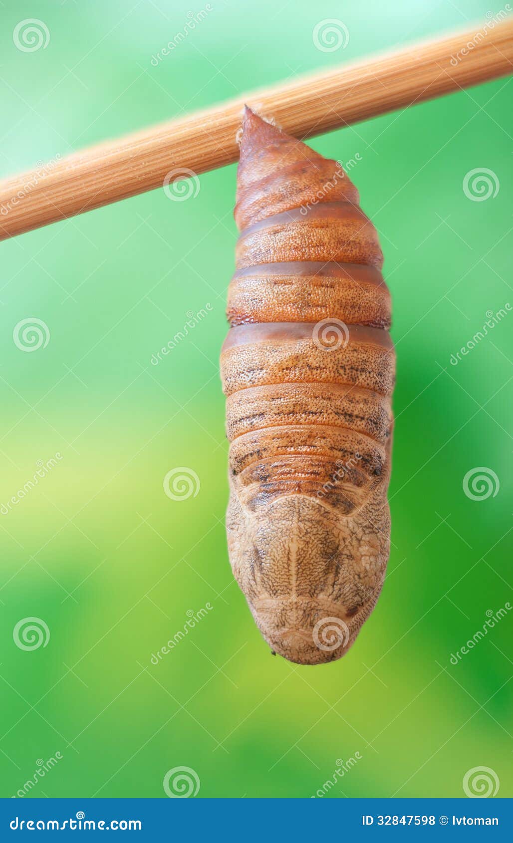 Cocon stock foto. Image of bruin, rupsband, hangen, dier - 32847598