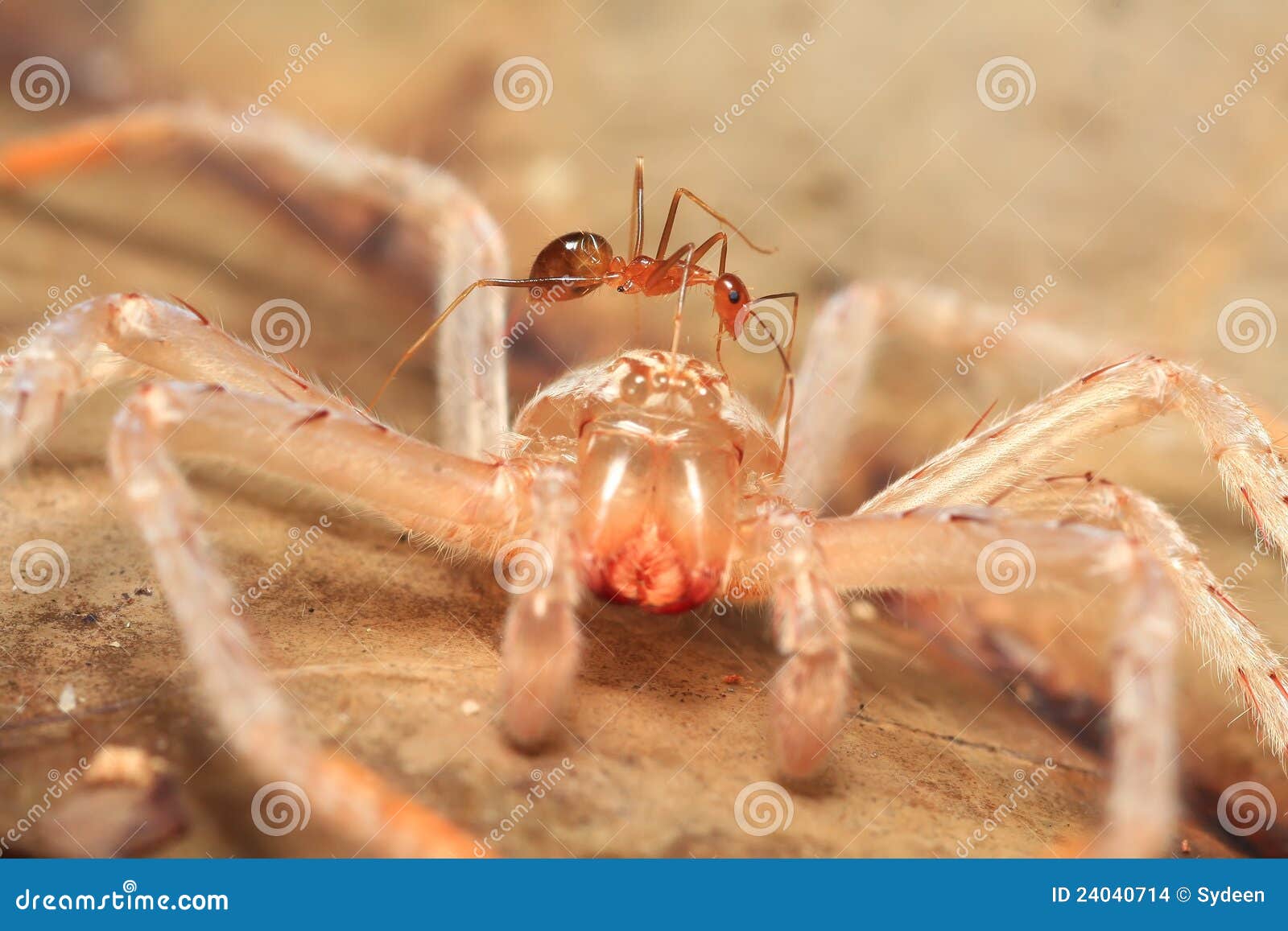 Cocon De Fourmi Et D'araignée Photo stock - Image du fermer, rouge: 24040714