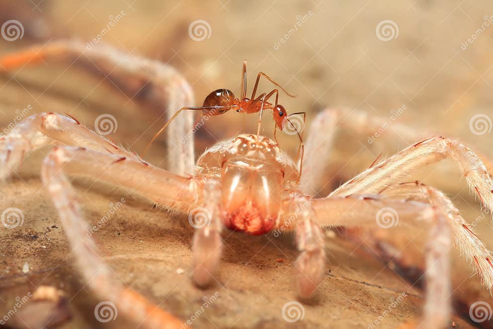 Cocon De Fourmi Et D'araignée Photo stock - Image du fermer, rouge: 24040714