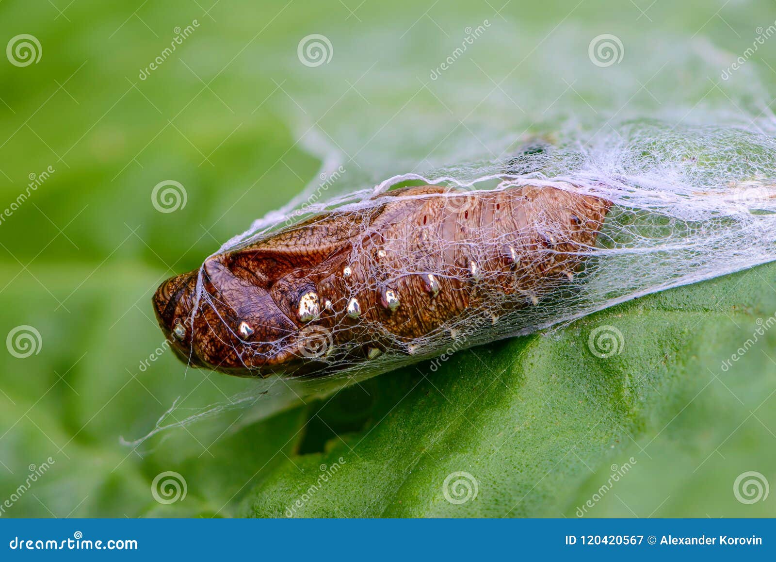 Cocon De Papillon De Brown Avec Les Points D'or Image stock - Image du ...
