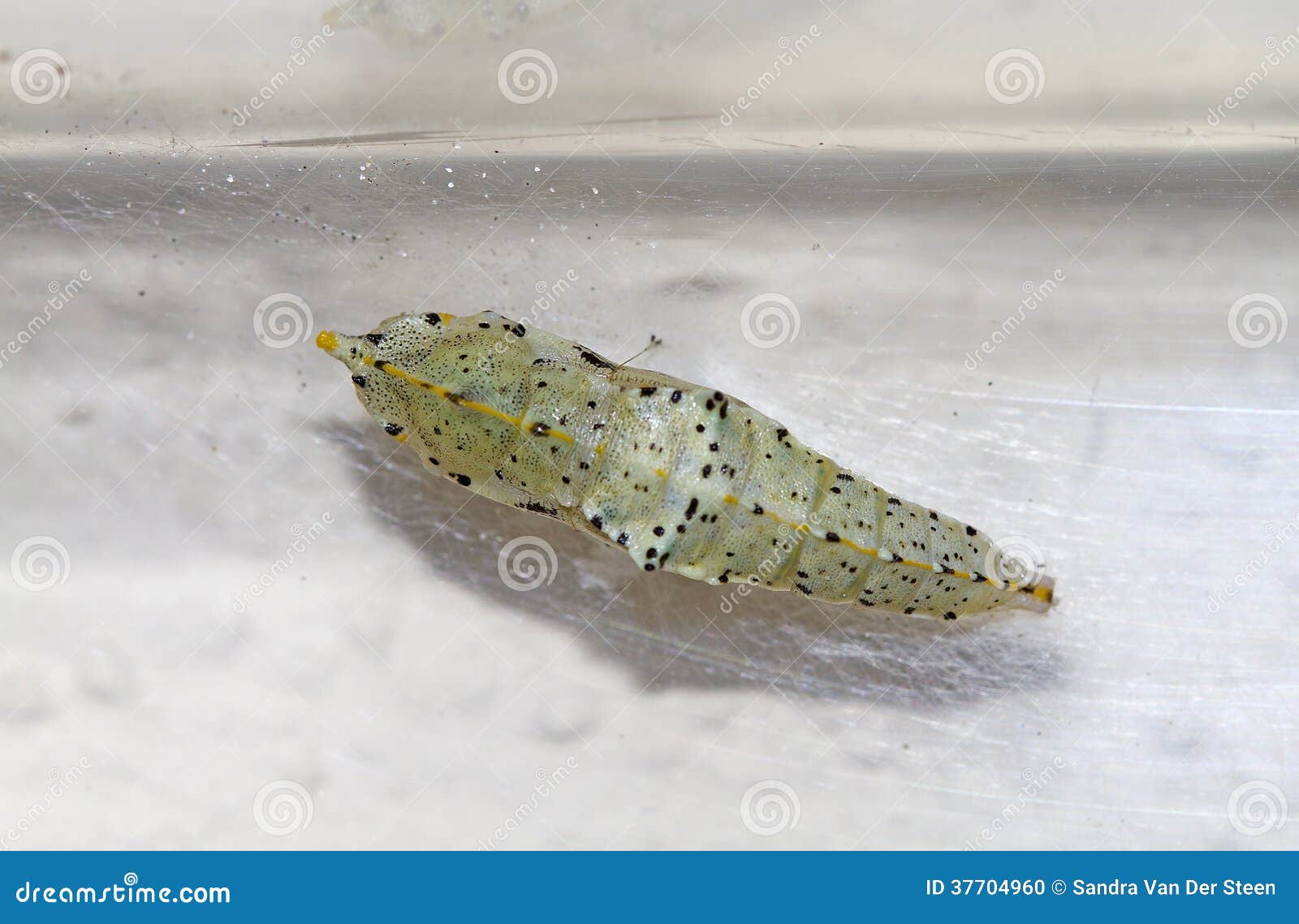Cocon De Papillon De Chou (brassicae De Pieris) Photo stock - Image du ...