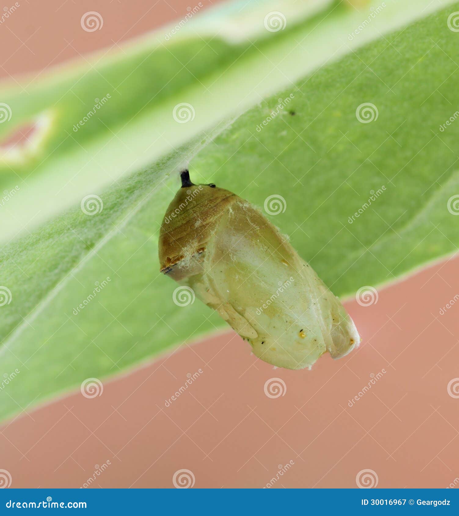 Cocon De Papillon De Monarque Image stock - Image du anomalie, arrêter ...