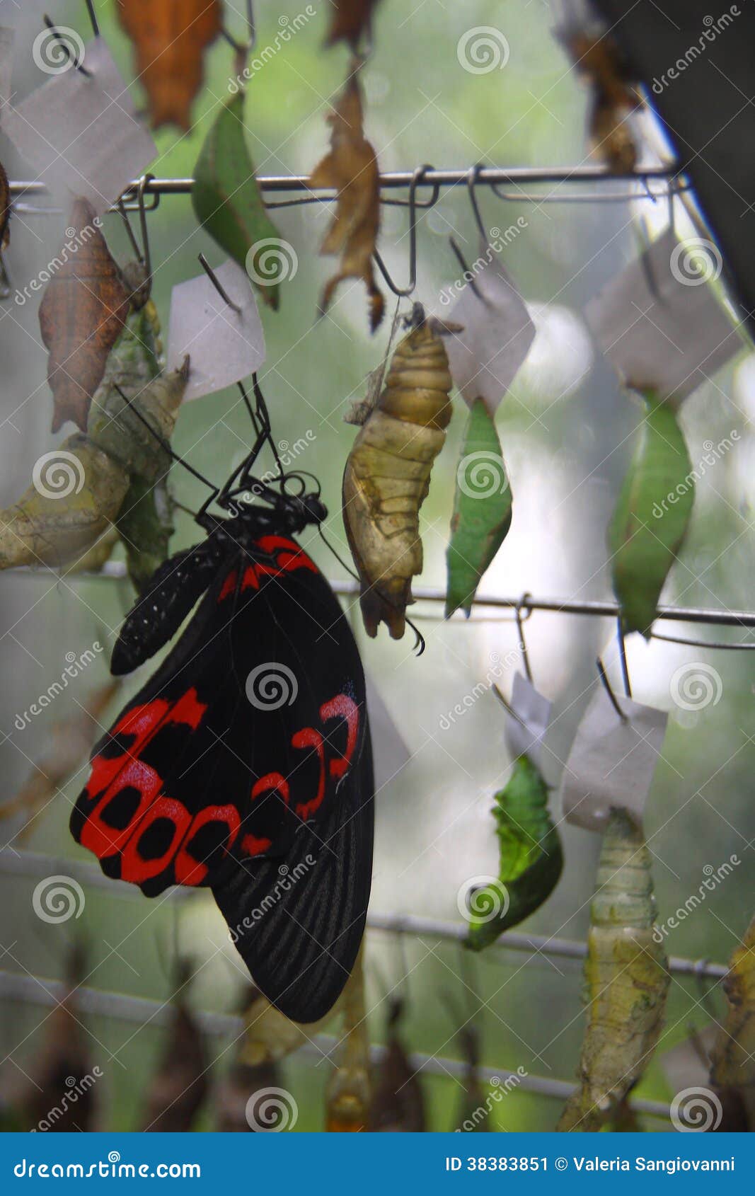 Cocon en vlinder stock afbeelding. Image of heropleving - 38383851