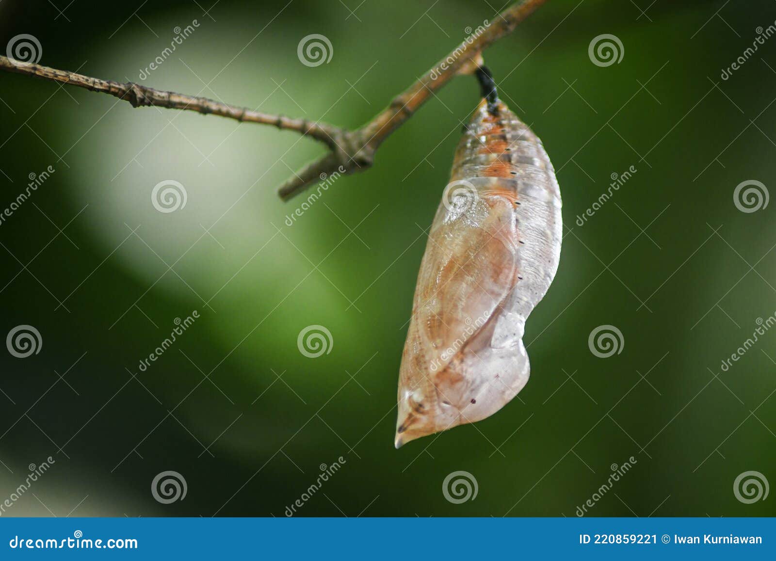 Cocon papillon image stock. Image du vert, faune, arthropode - 220859221