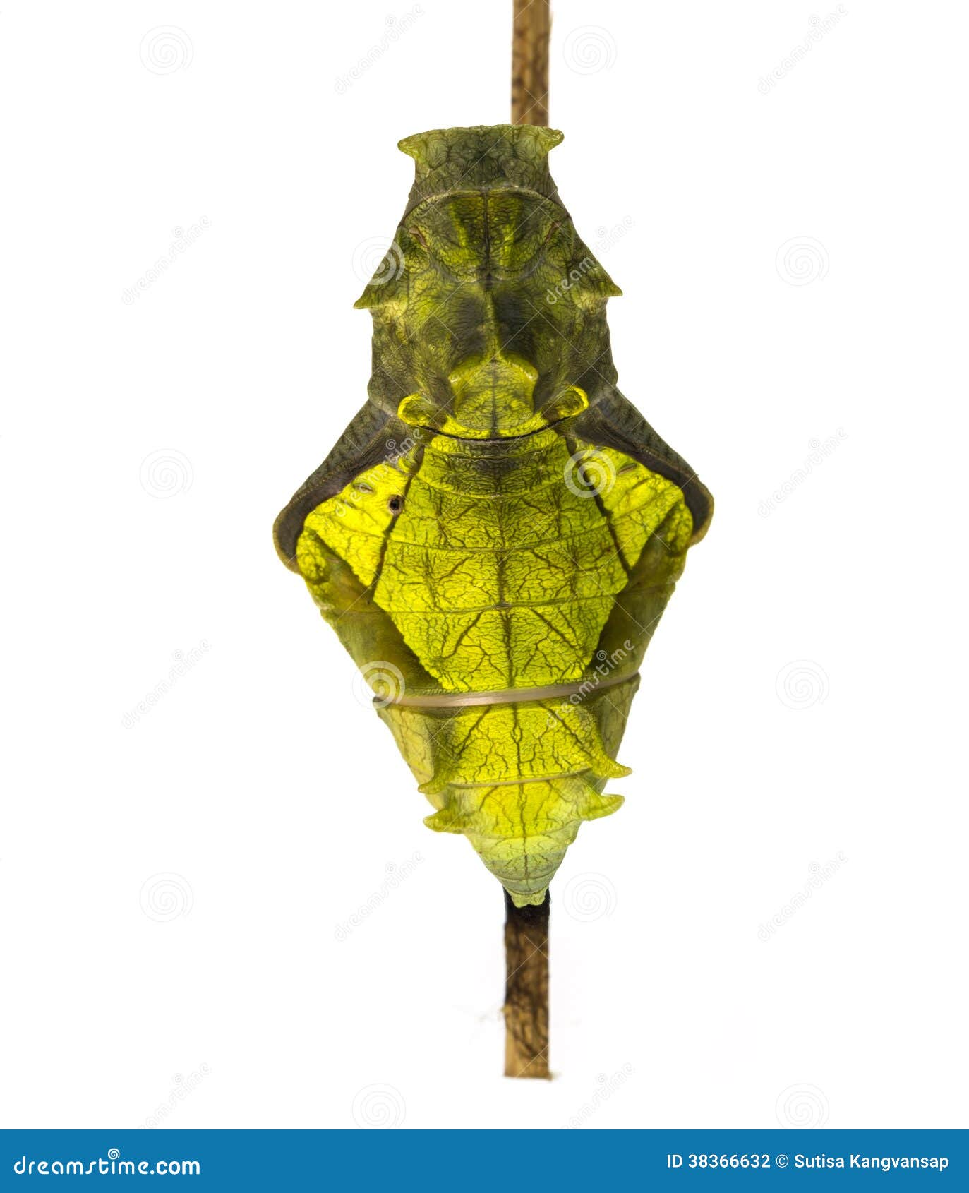 Cocon Van Gouden Birdwing Vlinder in Wit Stock Foto - Image of ...