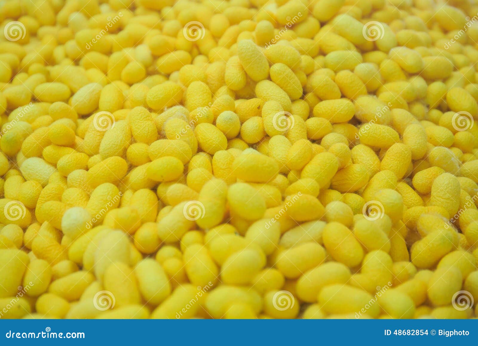 Cocon van zijderups stock foto. Image of levend, productie - 48682854