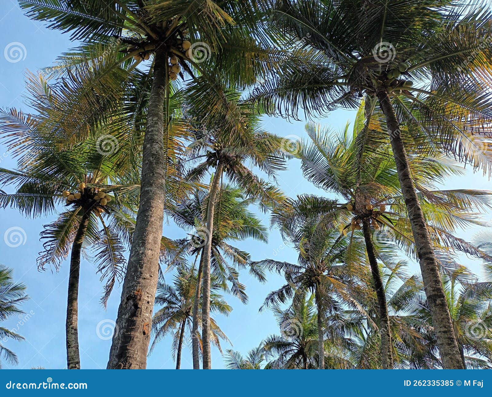 Coconat Tree Garden and Blue Sky Stock Image - Image of food ...