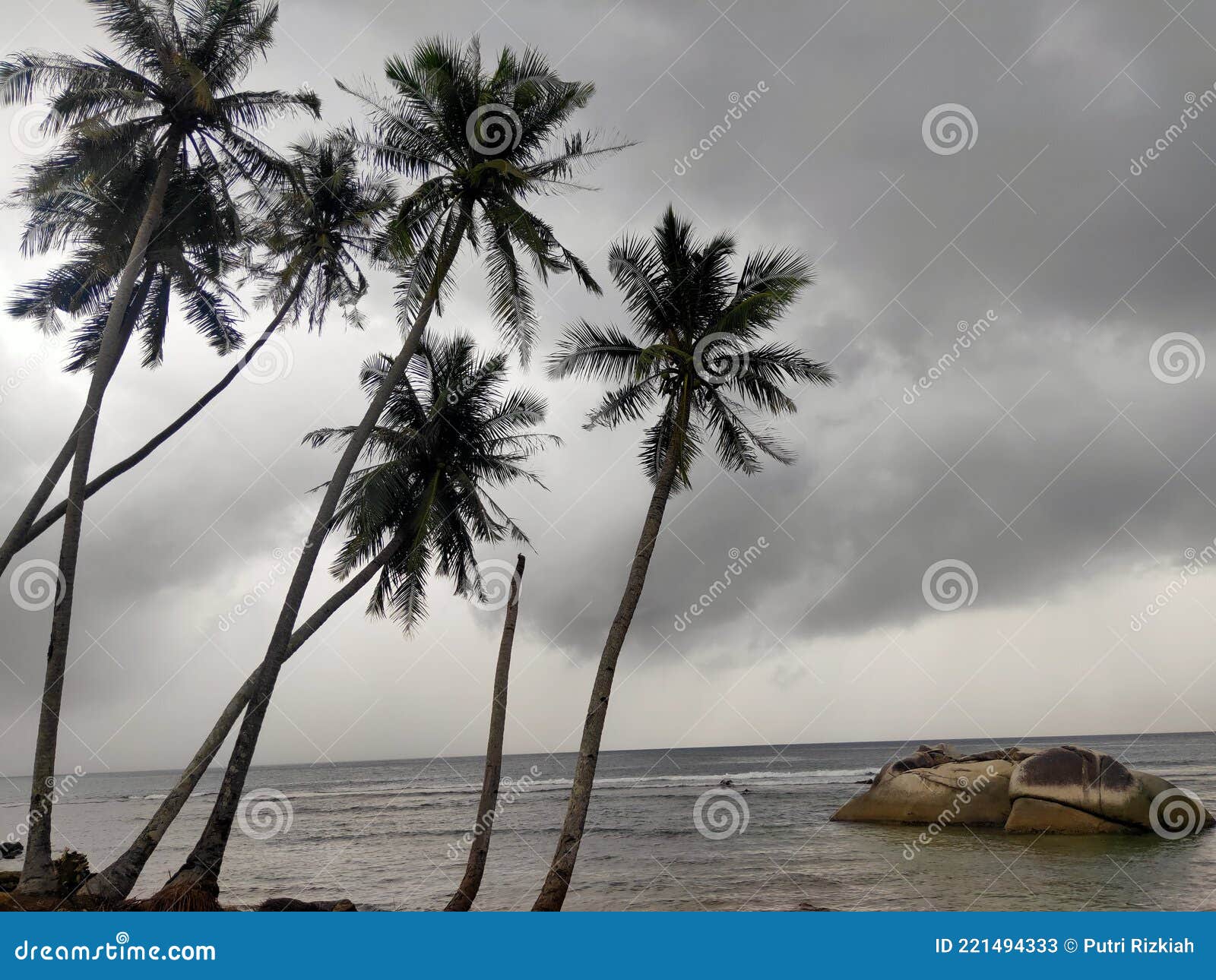 Coconat tree and stone stock image. Image of branch - 221494333