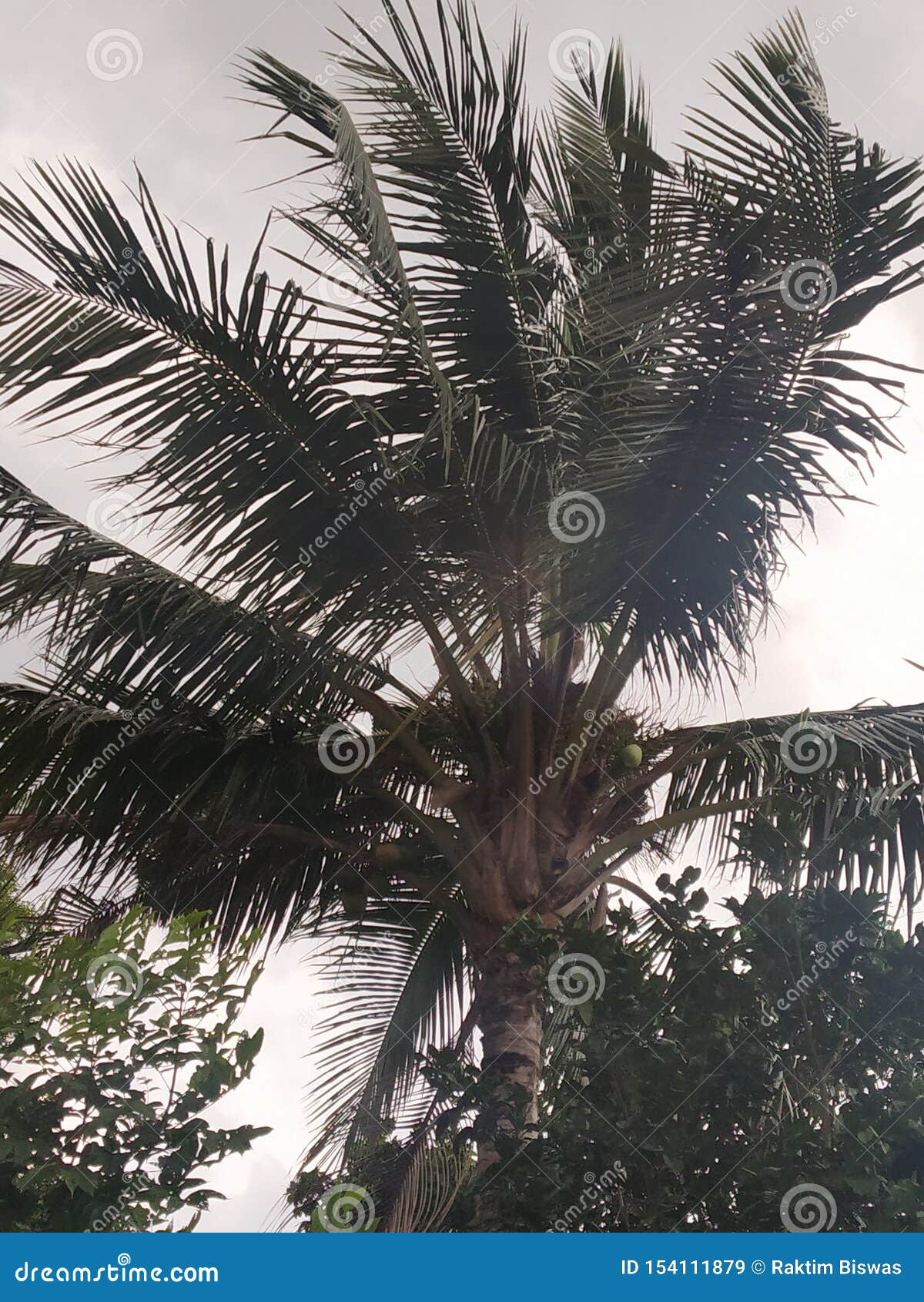 A Coconat Tree during Strom Stock Image - Image of nature, beautiful ...