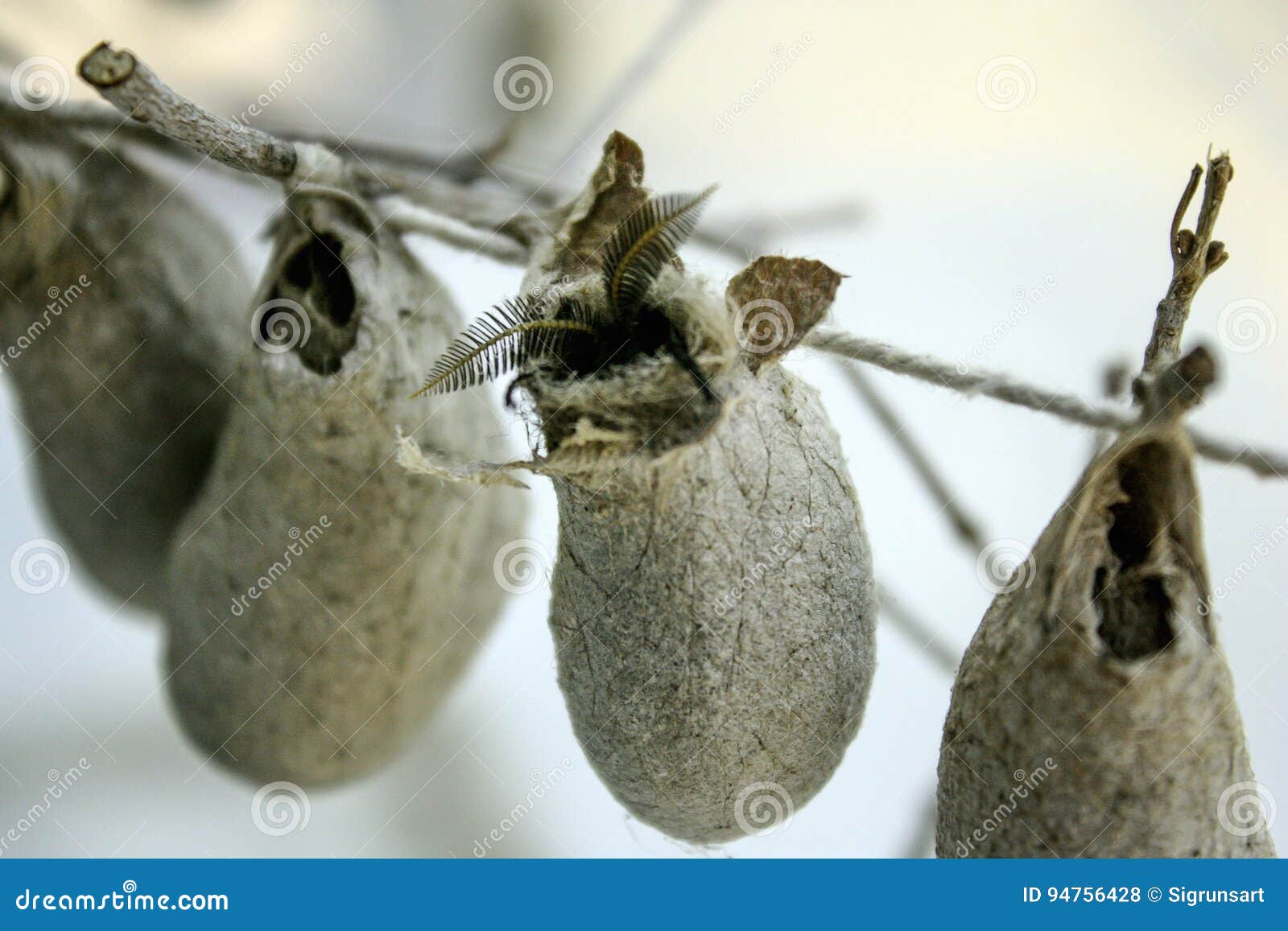 Cocons photo stock. Image du chaîne, cocons, texture - 94756428