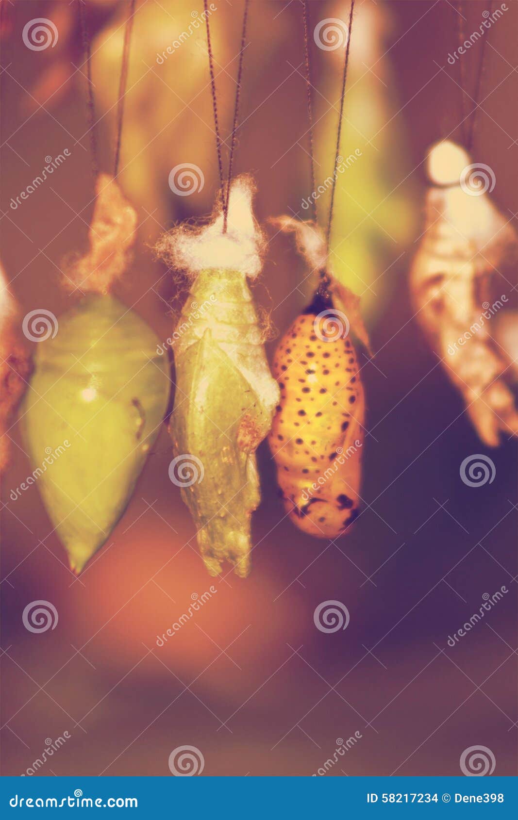 Cocons De Papillon Accrochant Sur Une Brindille Photo stock - Image du ...