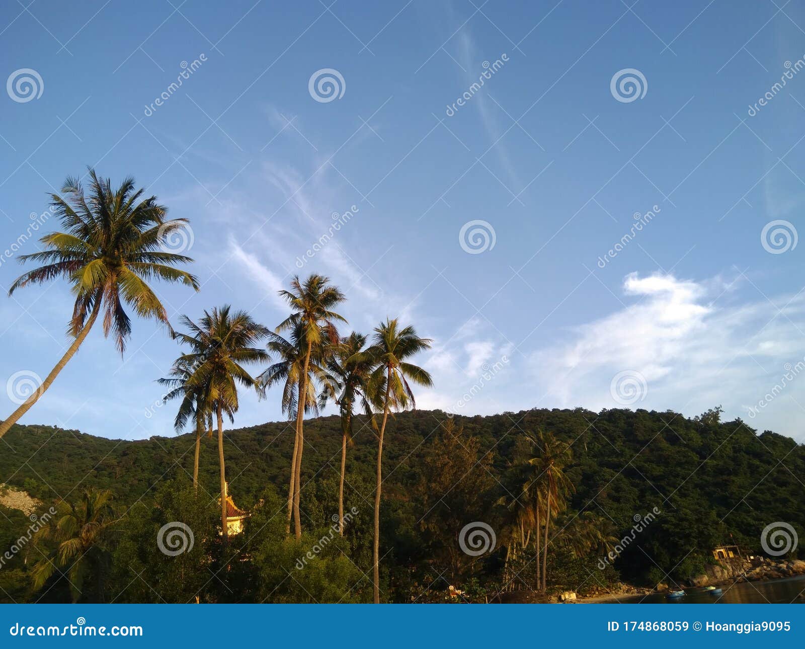 Coconts in Cu lao Cham stock image. Image of coconut - 174868059