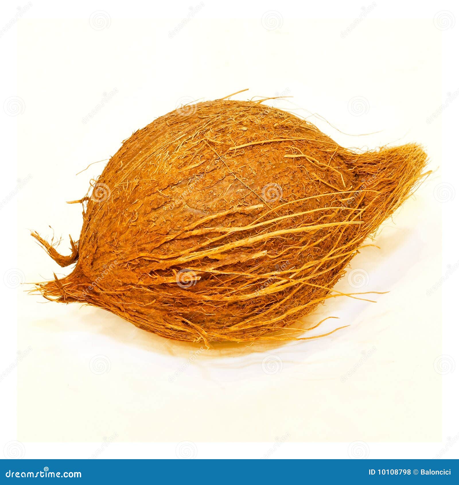 Coconut stock photo. Image of edible, coconut, palm, oval - 10108798