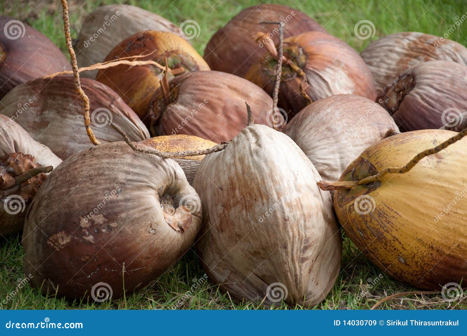 Coconut stock image. Image of thailand, coconut, food - 14030709