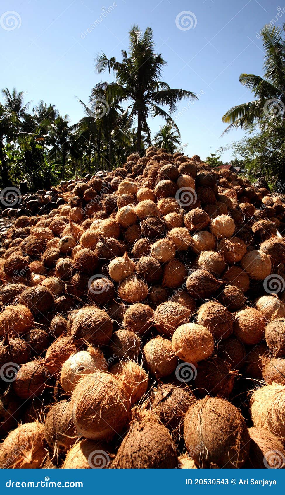 Coconut stock image. Image of copra, tree, processing - 20530543