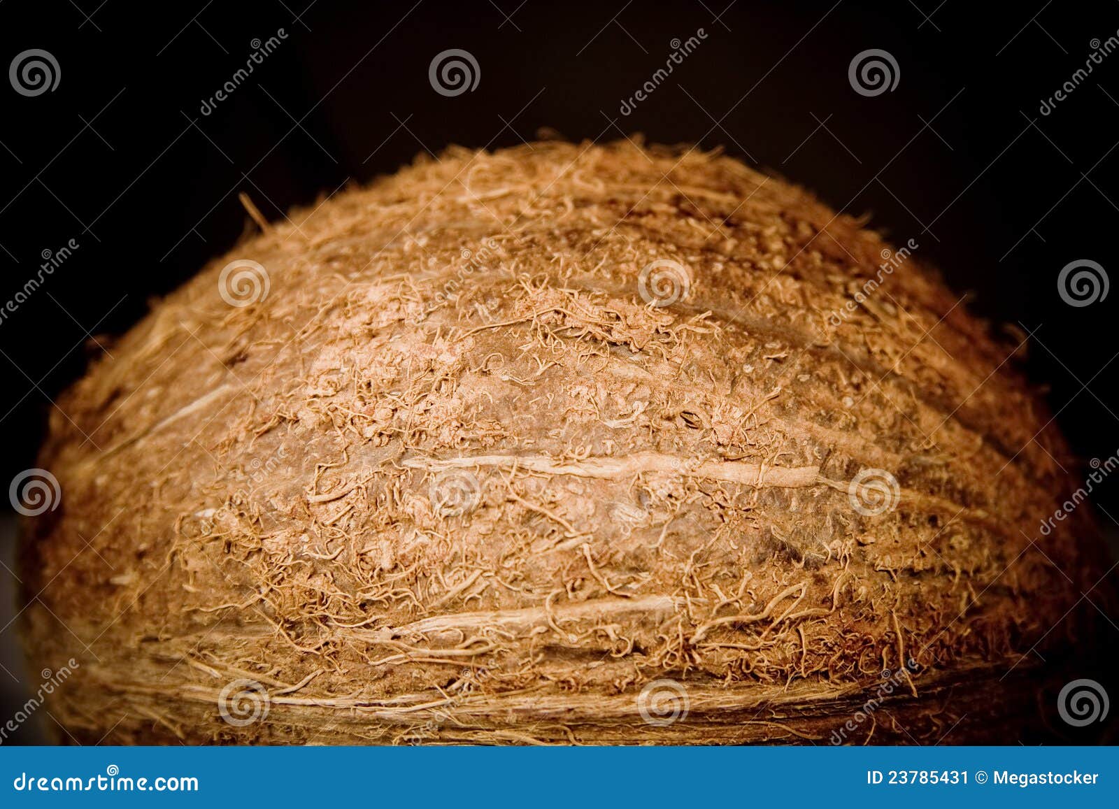 Coconut stock image. Image of food, coconut, macro, round - 23785431