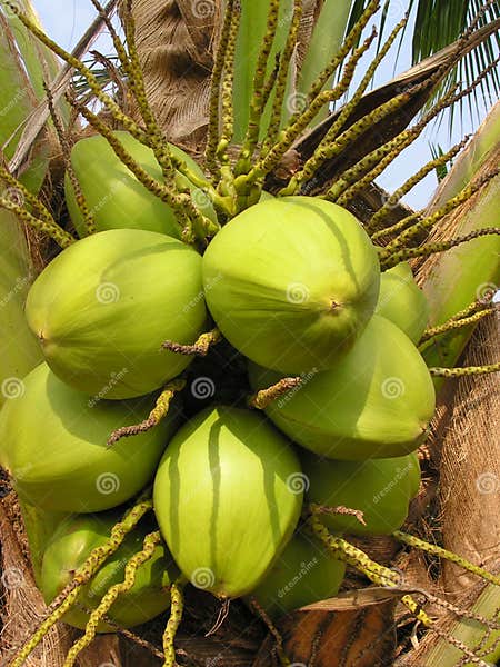 Coconut stock photo. Image of tropical, tree, bunch, plant - 24032