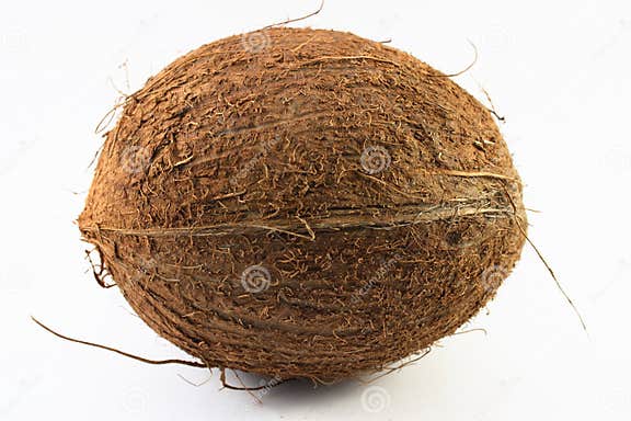 Coconut stock photo. Image of milk, coconut, round, coconuts - 2998108