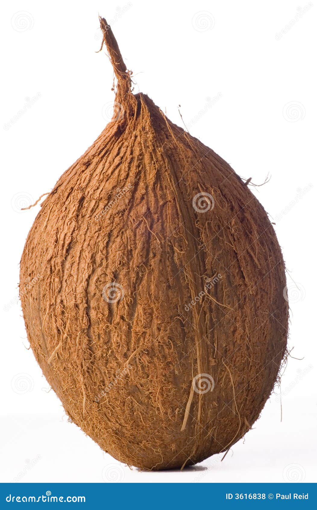 Coconut stock photo. Image of vitamin, taste, tropical - 3616838