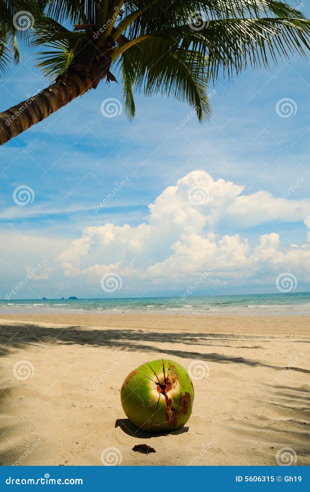 Coconut stock image. Image of coastline, ocean, coast - 5606315