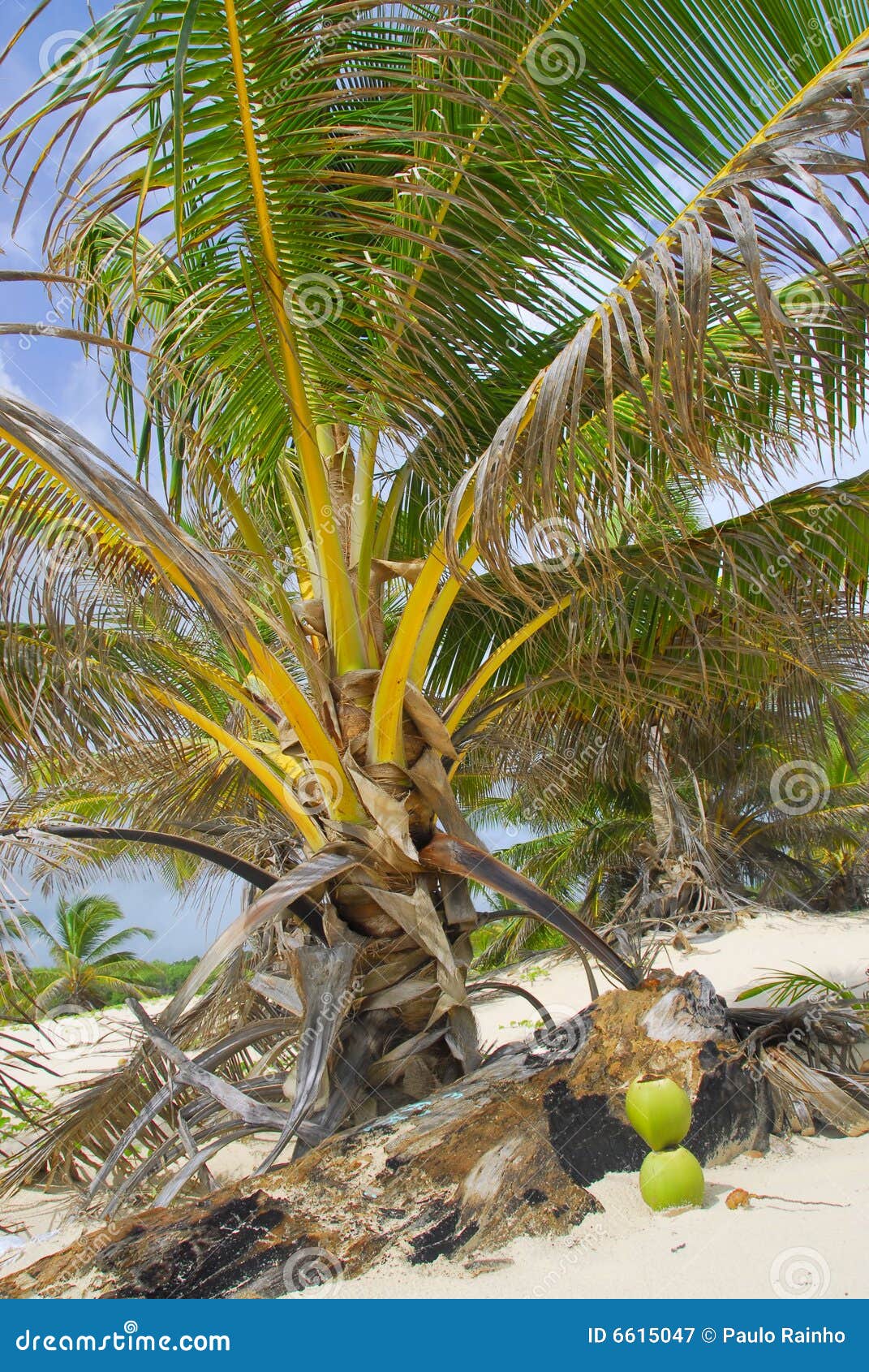 Coconut stock image. Image of brown, plant, natural, healthy - 6615047