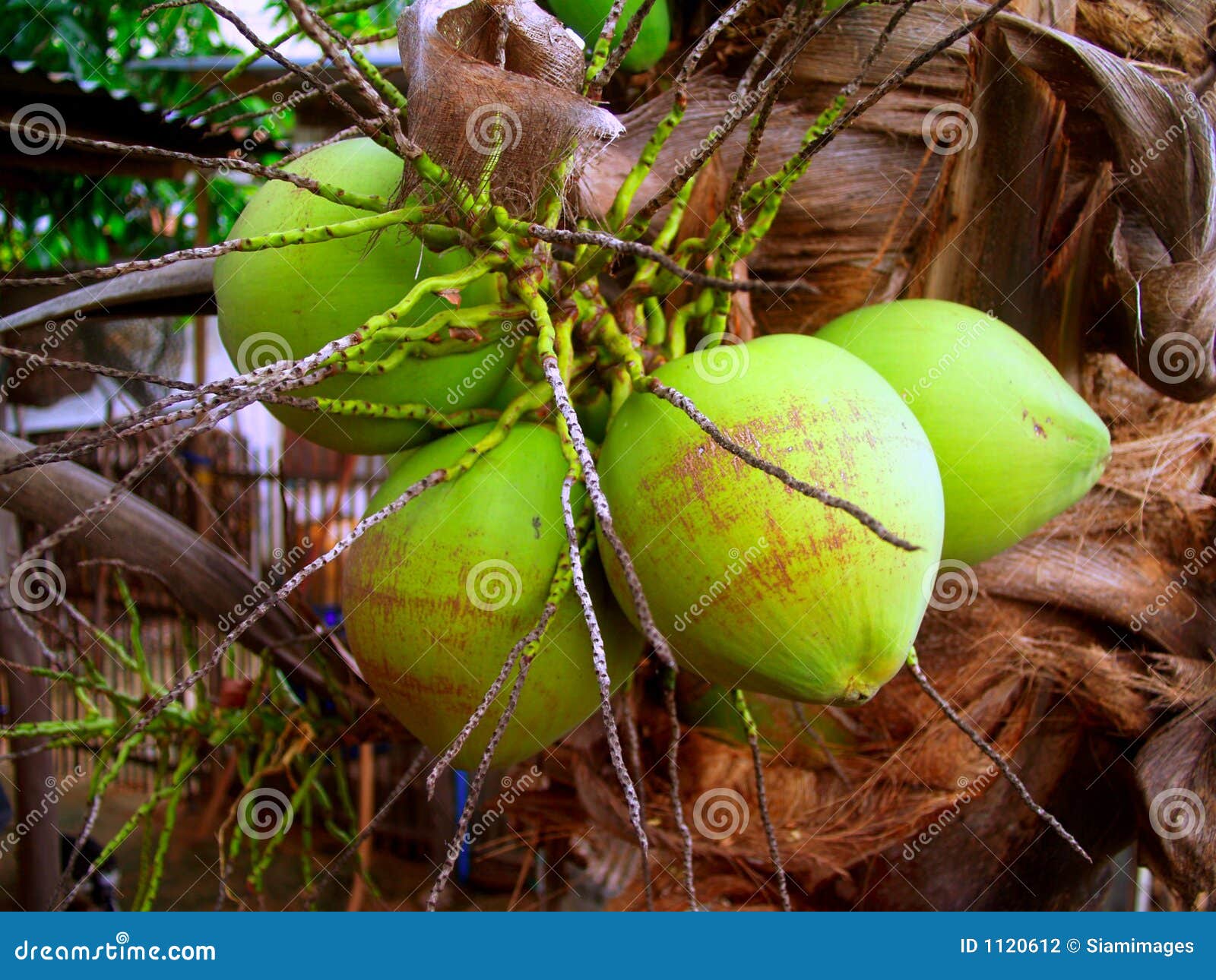 Coconut 9 stock photo. Image of asian, ocean, palm, tree - 1120612