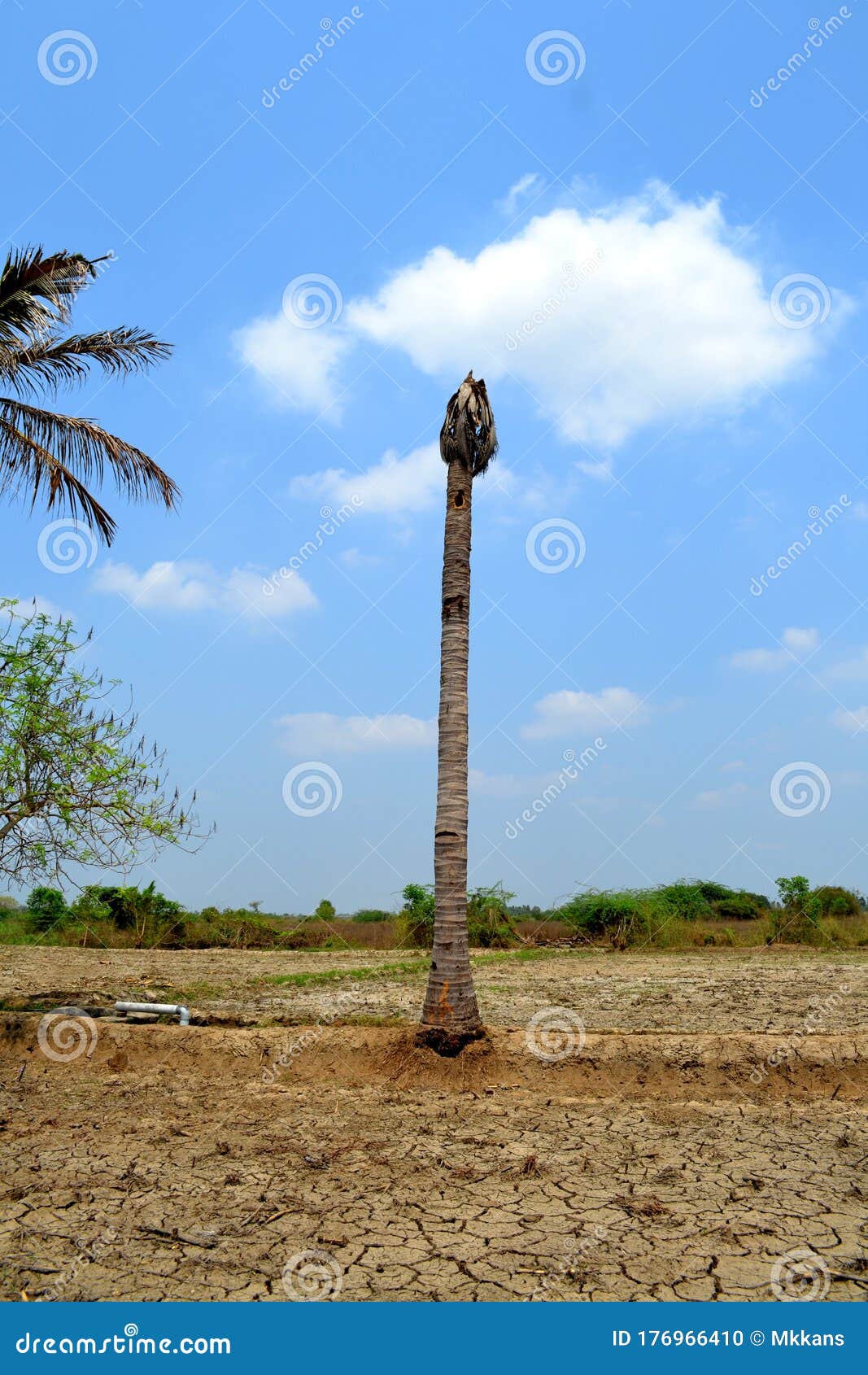 Coconut tree stock photo. Image of jack, sugar, health - 176966410