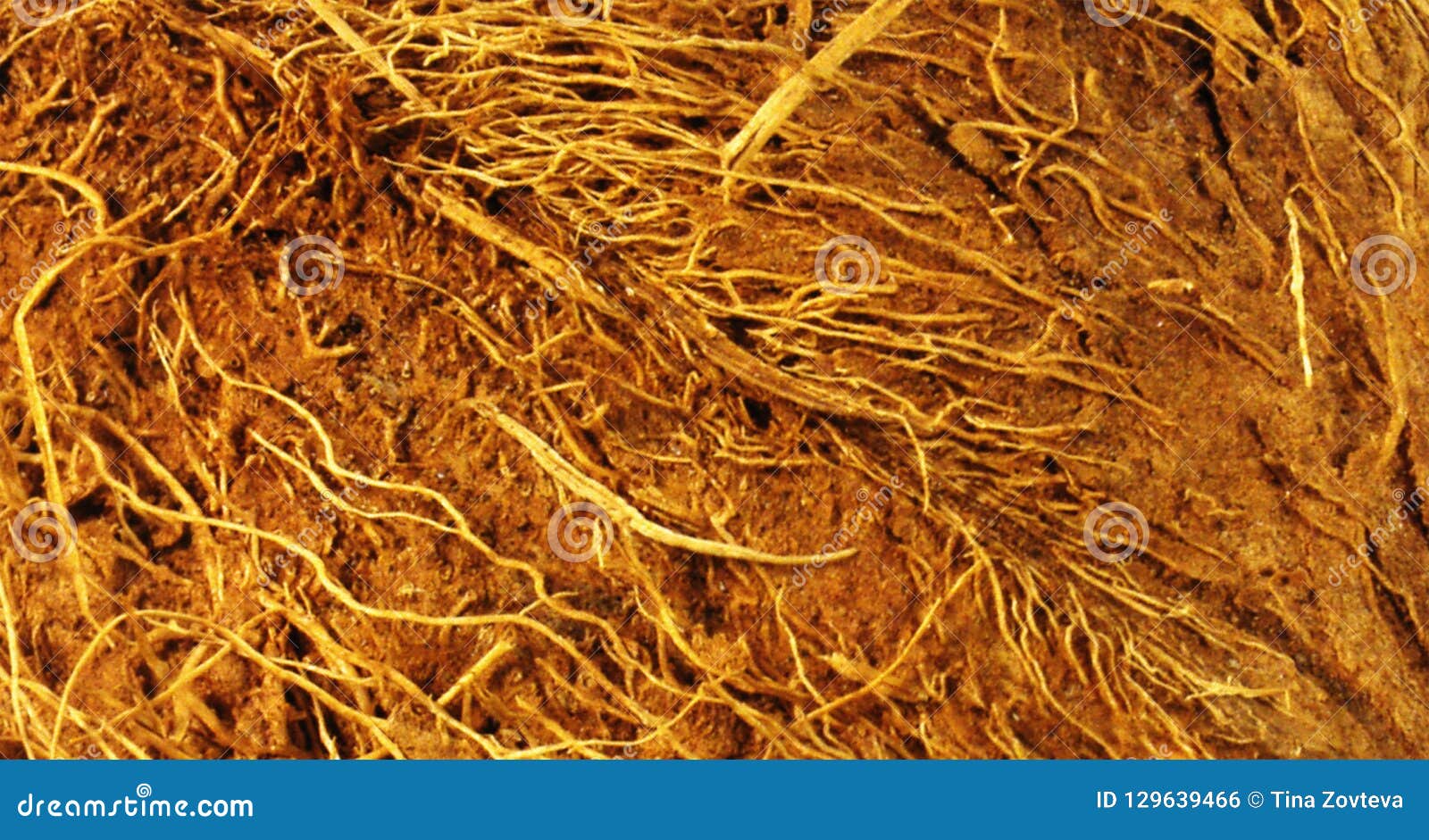 Coconut background texture stock photo. Image of palm - 129639466