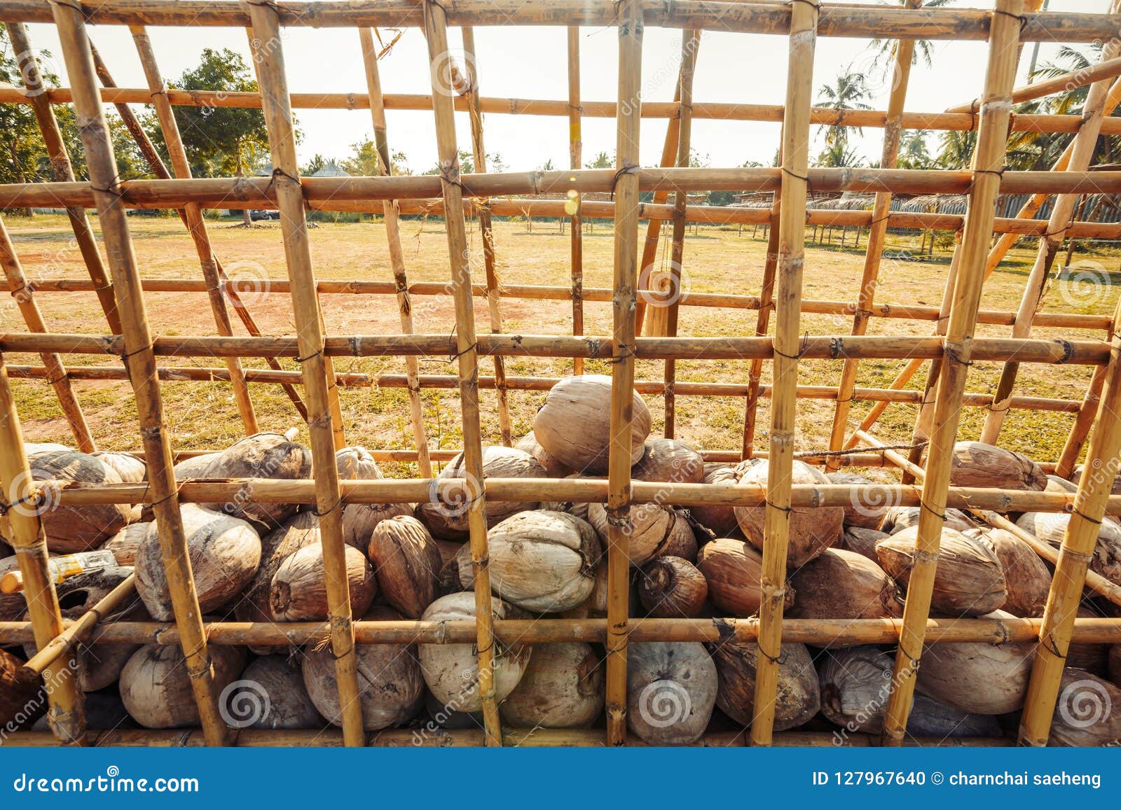 Coconut are in the Bamboo Cage. Stock Photo - Image of field, detail ...