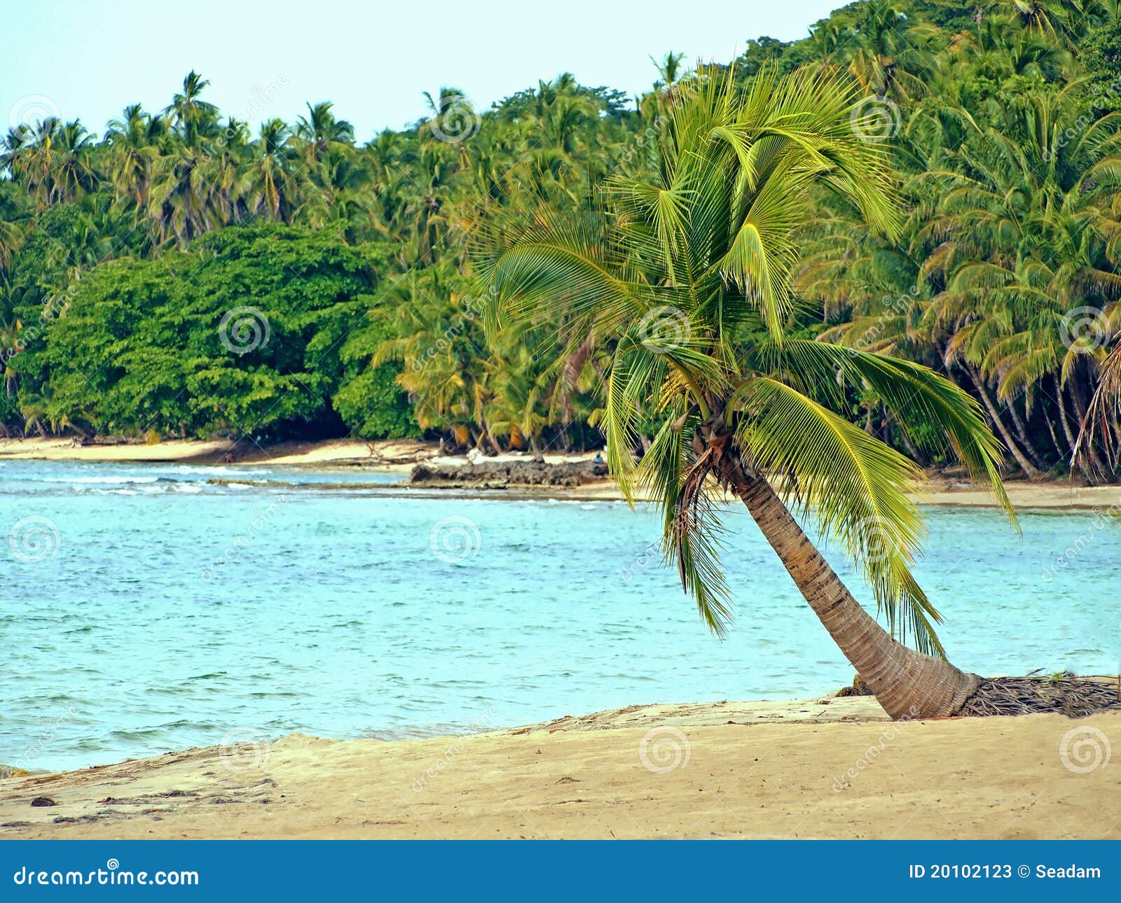 Coconut in the beach stock image. Image of costa, shore - 20102123