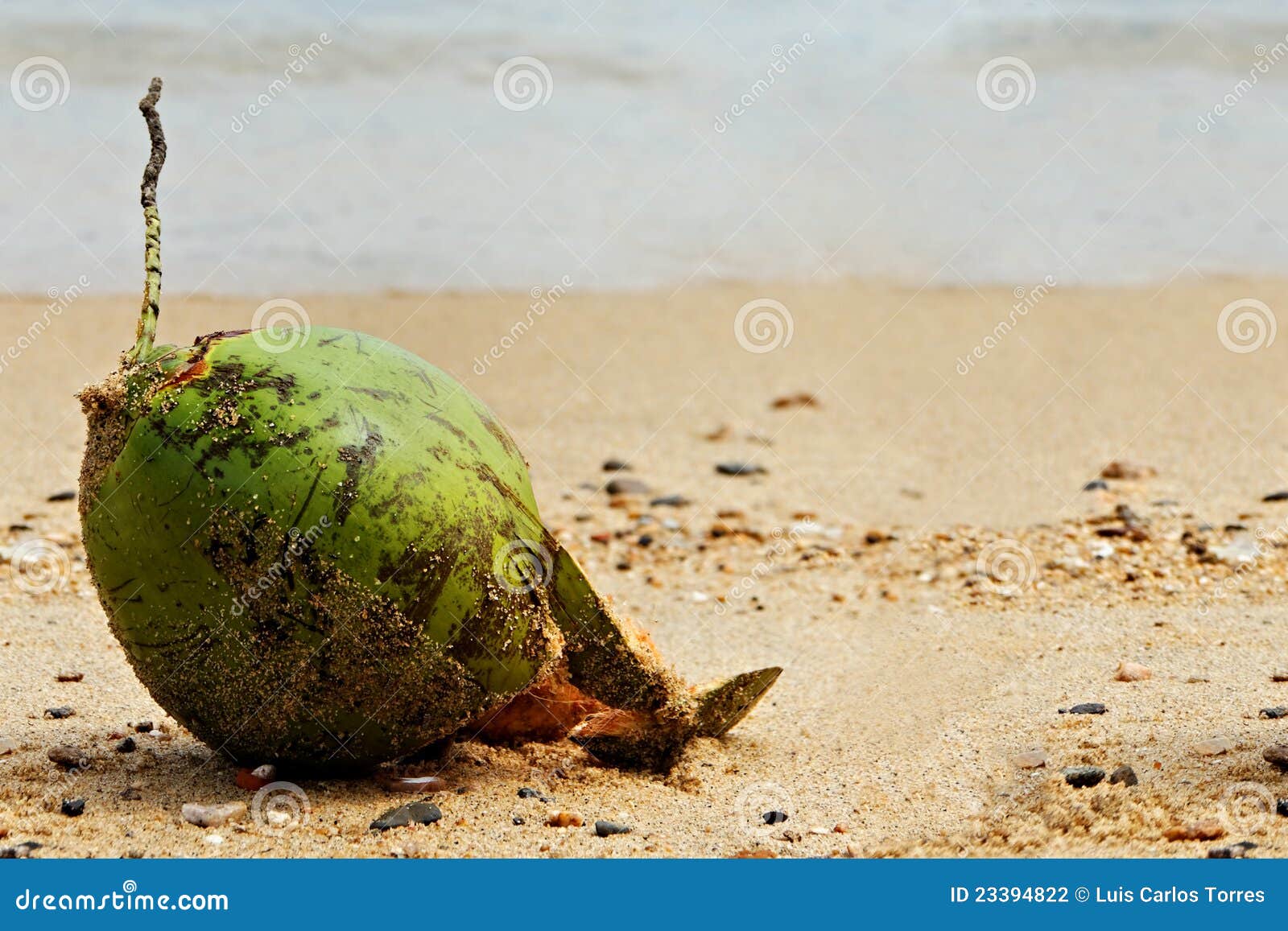Coconut on beach stock photo. Image of coconuts, beach - 23394822