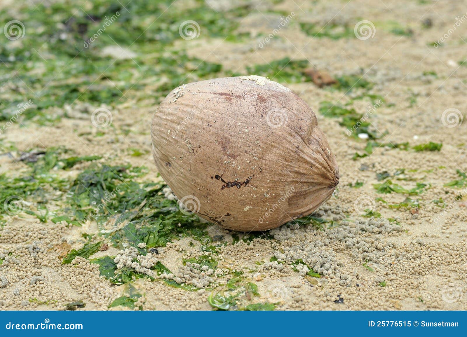 Coconut at the Beach stock image. Image of food, coconut - 25776515
