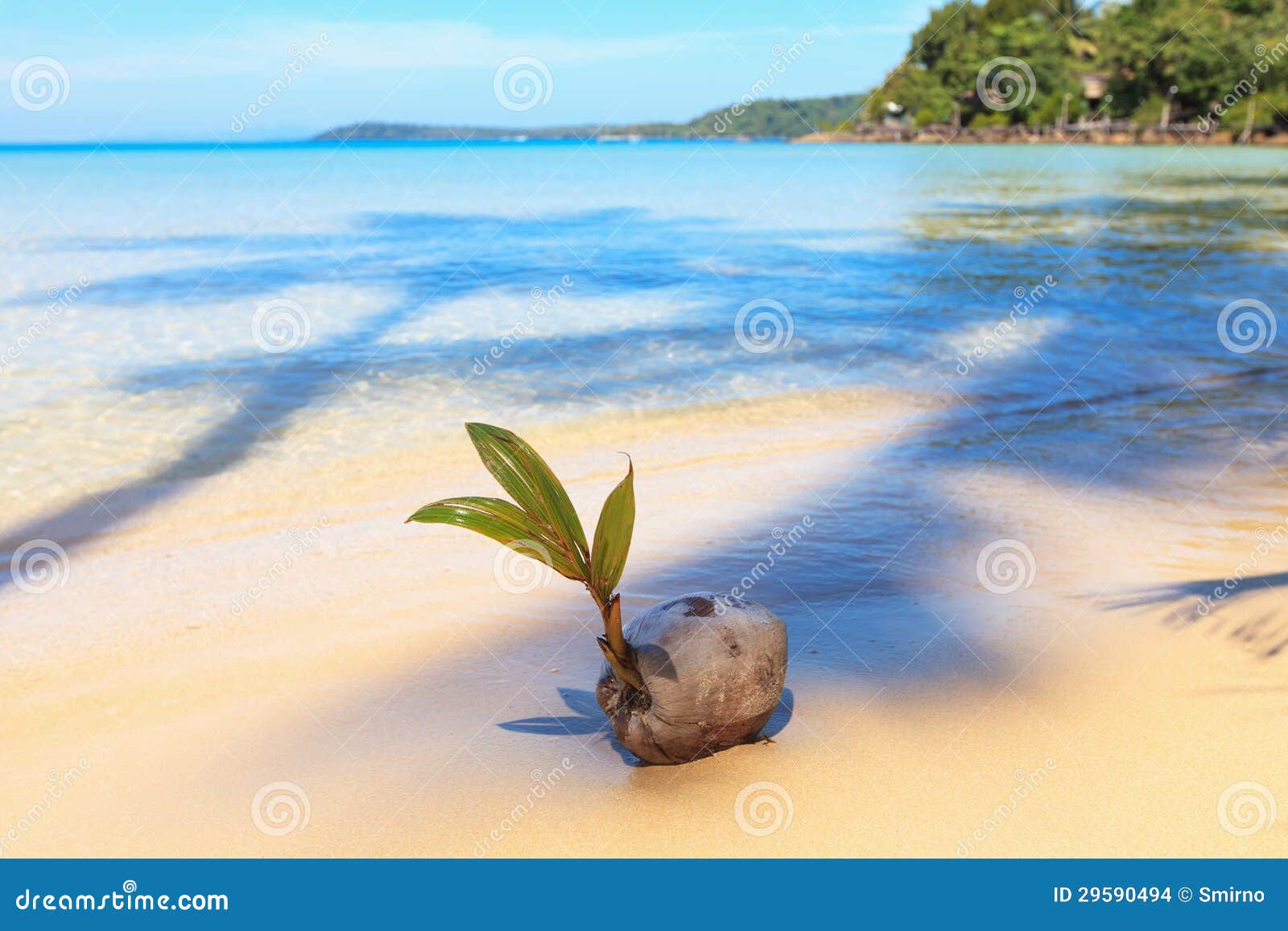 Coconut on the beach stock photo. Image of tropical, tropic - 29590494