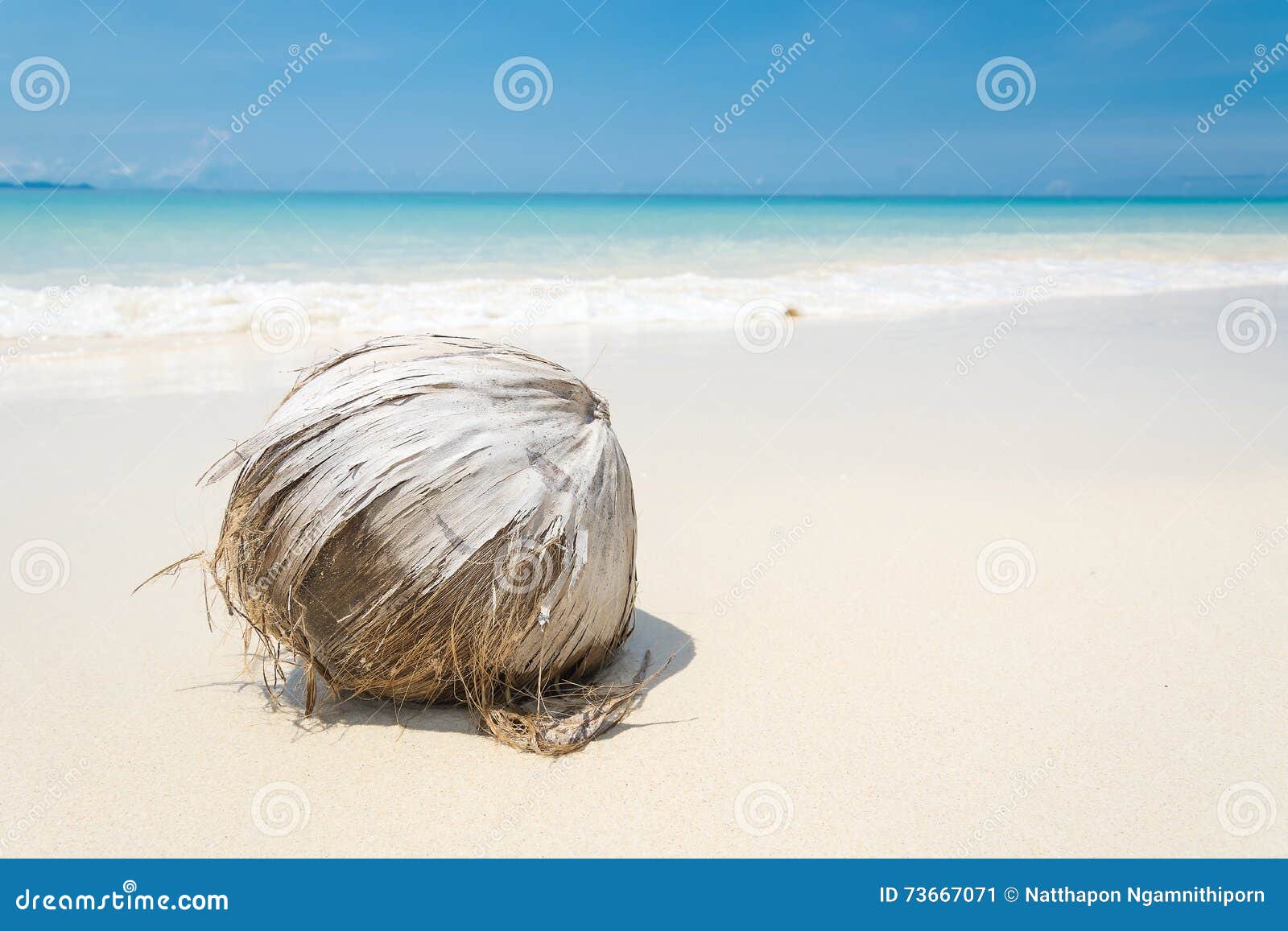Coconut on beach stock image. Image of sunny, coastline - 73667071