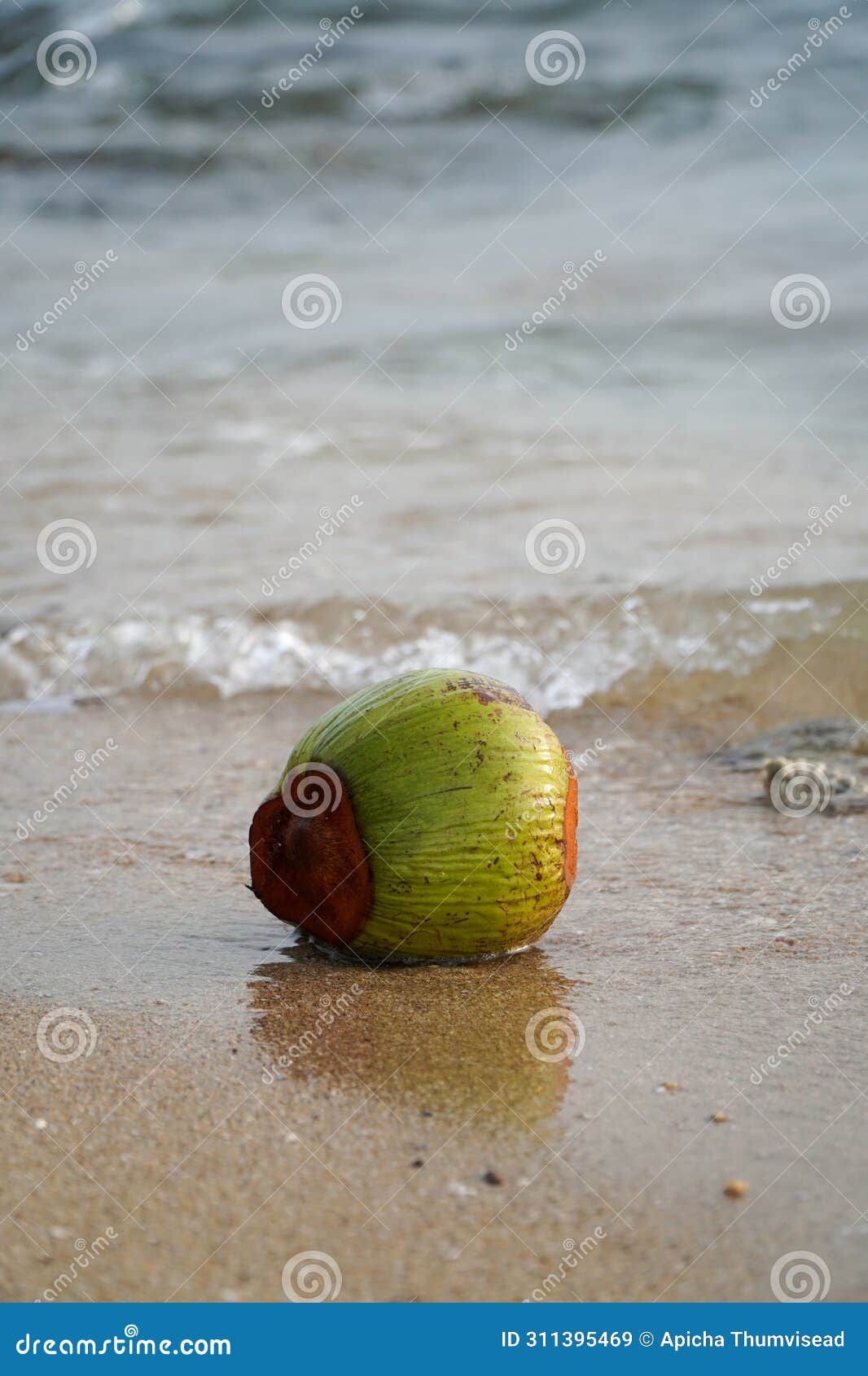 Coconut on the Beach with Sea Background,Coconut Juice Stock Image ...