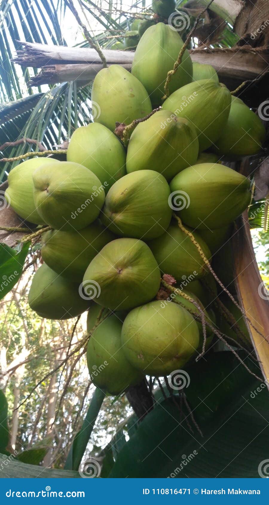 Coconut stock image. Image of tree, coconut, beautiful - 110816471