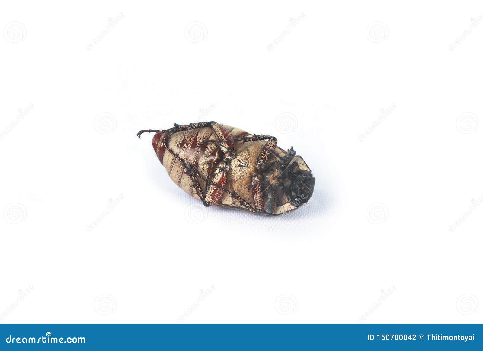 Coconut beetle worm. stock photo. Image of insect, meat - 150700042